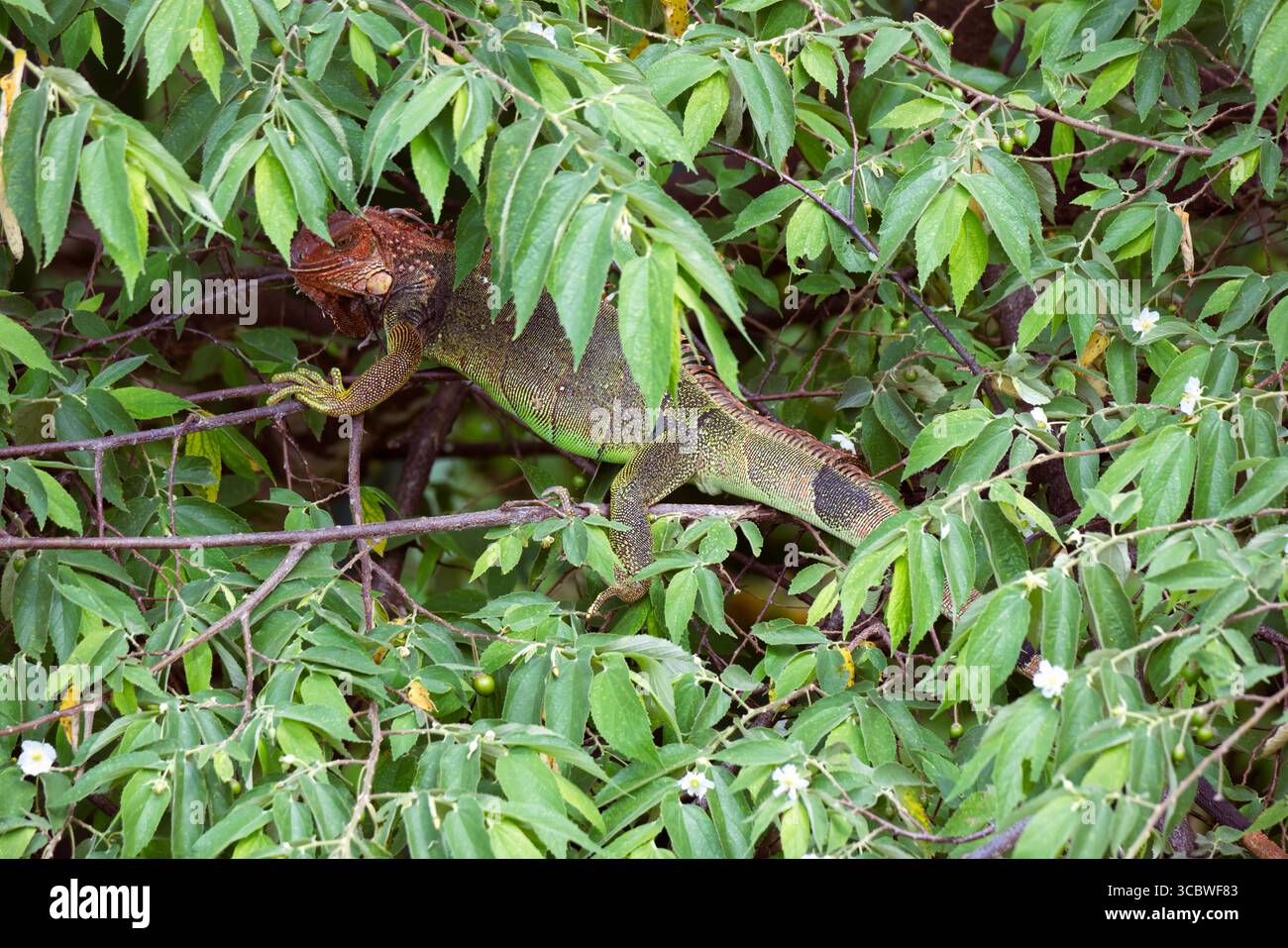 Iguana - a beautifully colored large lizard hiding in the branches of a ...