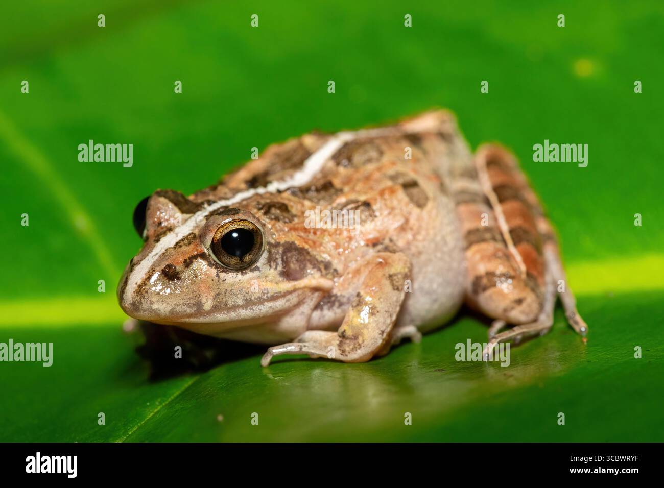 A beautiful Clicking Stream Frog, also known as a Gray’s Stream Frog or ...
