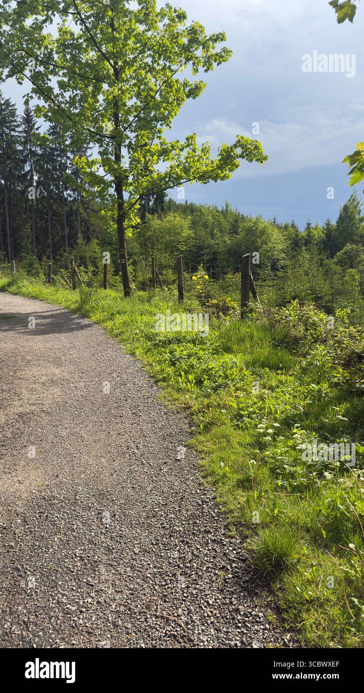 Gravel path edge forest hi-res stock photography and images - Alamy