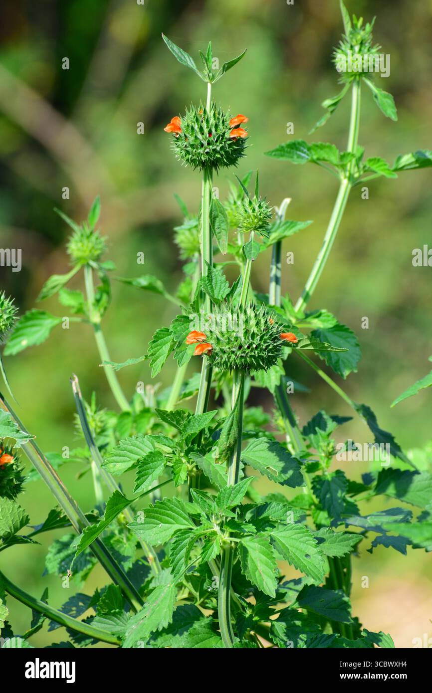 Leonotis Nepetifolia orange flower with spiky plant Stock Photo - Alamy