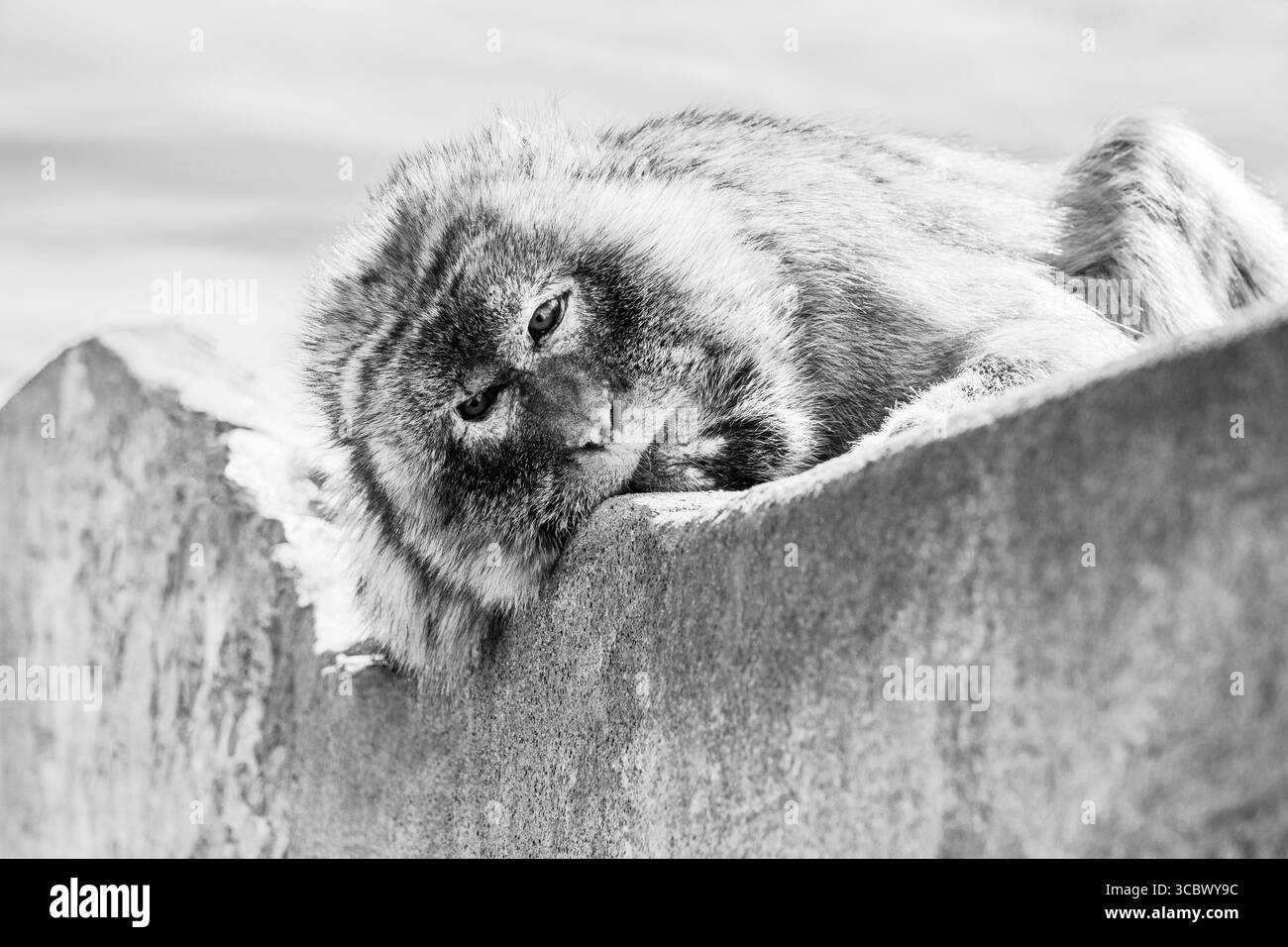 Sea monkey Black and White Stock Photos & Images - Alamy