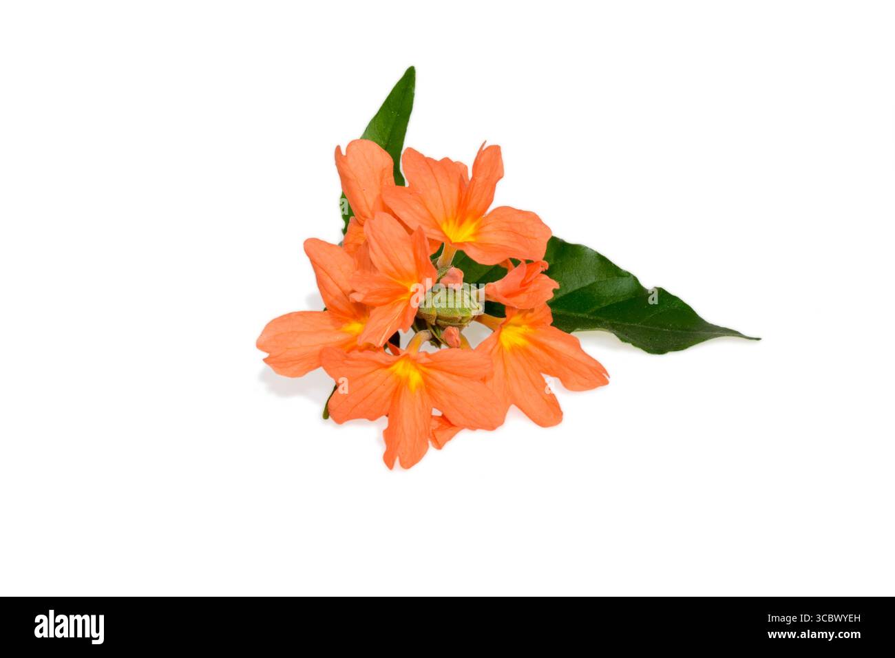 Orange Firecracker flower ( Crossandra infundibuliformis ) isolated on ...