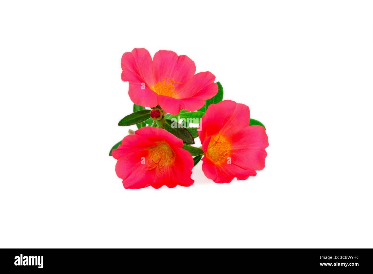 Beautiful pink moss rose blooming Cut Out Stock Images & Pictures - Alamy