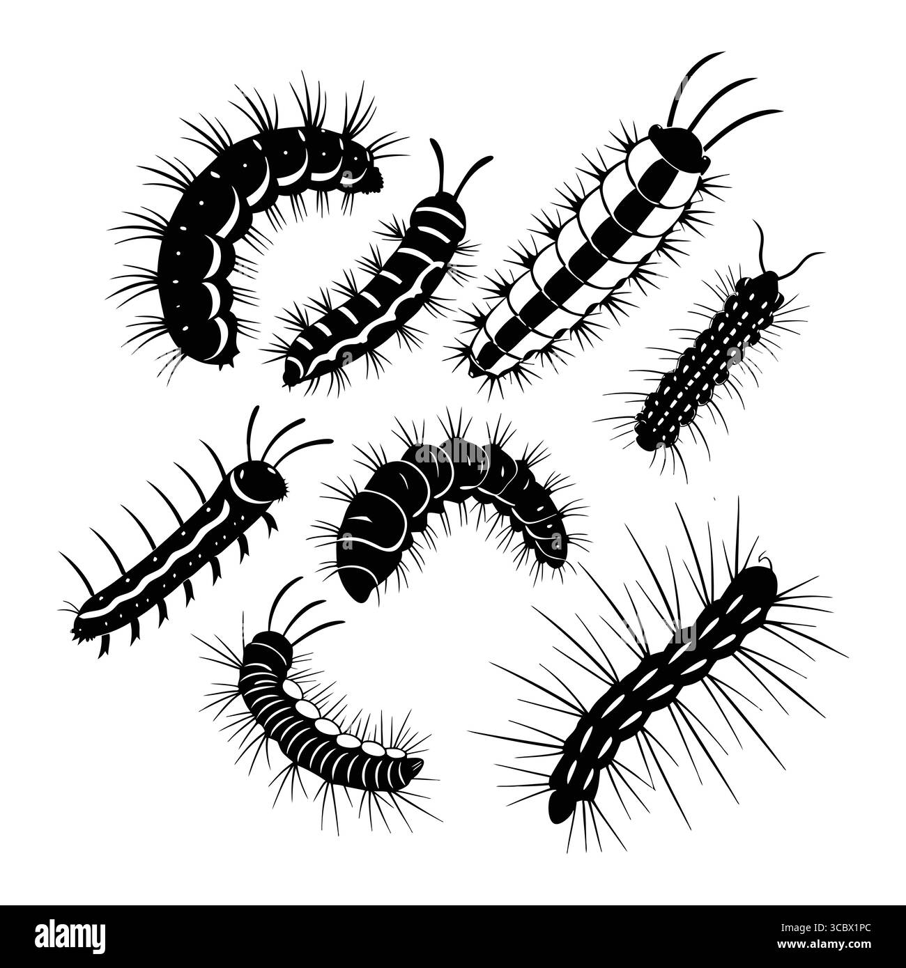 Spiny caterpillar Black and White Stock Photos & Images - Alamy