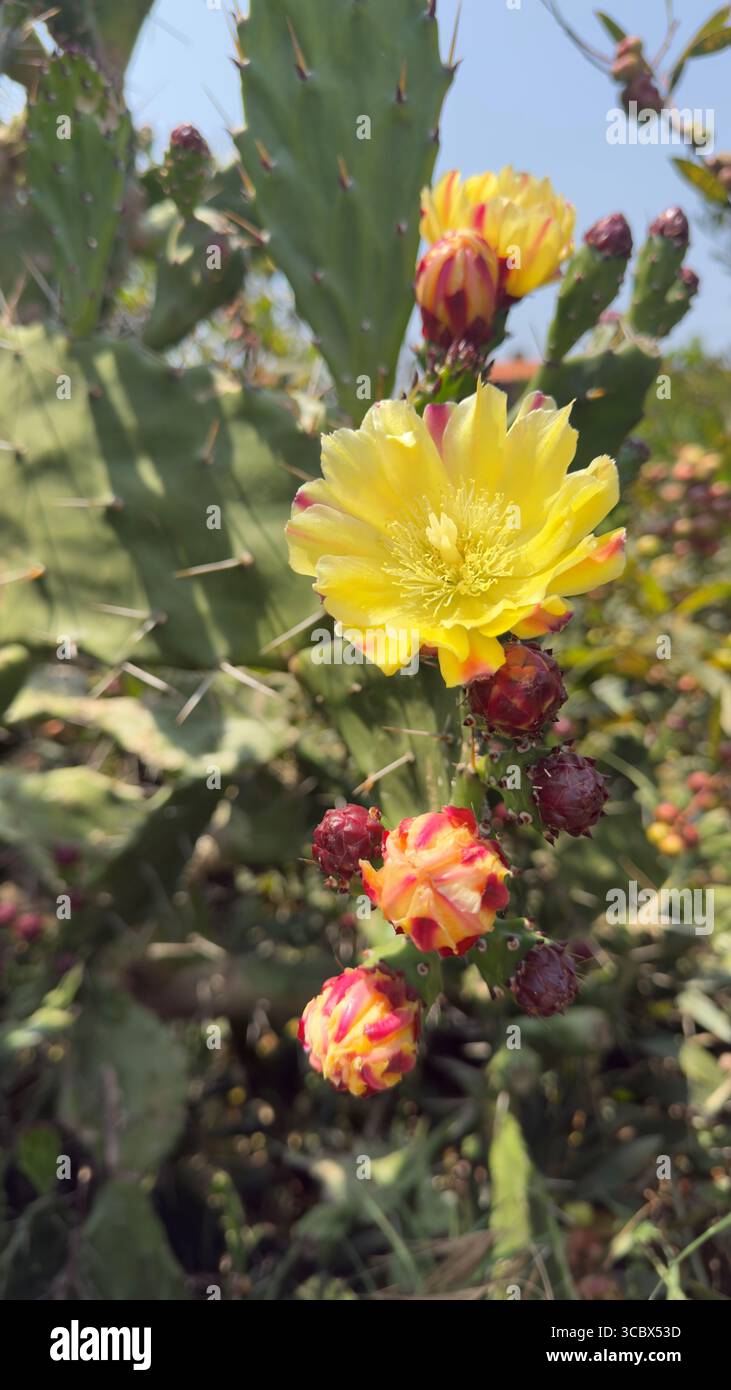 Saguaro cactus spines texture hi-res stock photography and images - Alamy