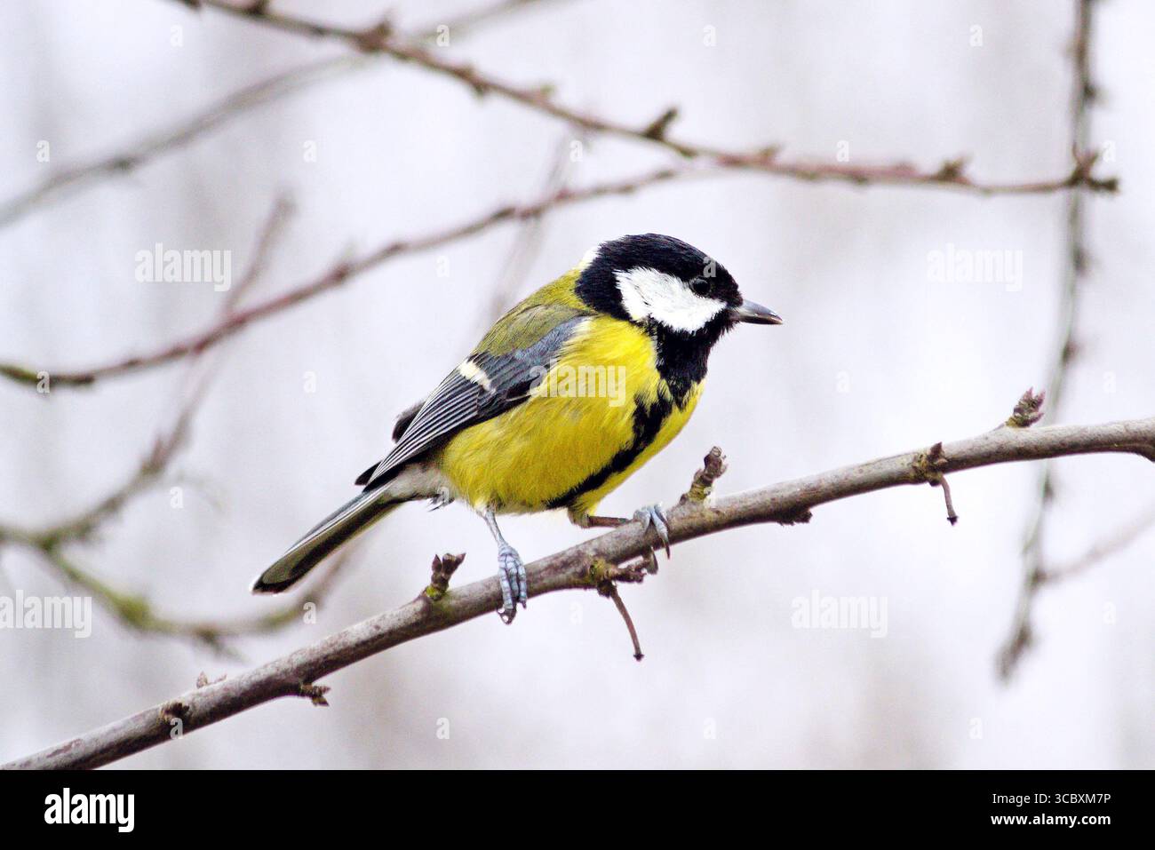 Oiseau passereau animal hi-res stock photography and images - Alamy