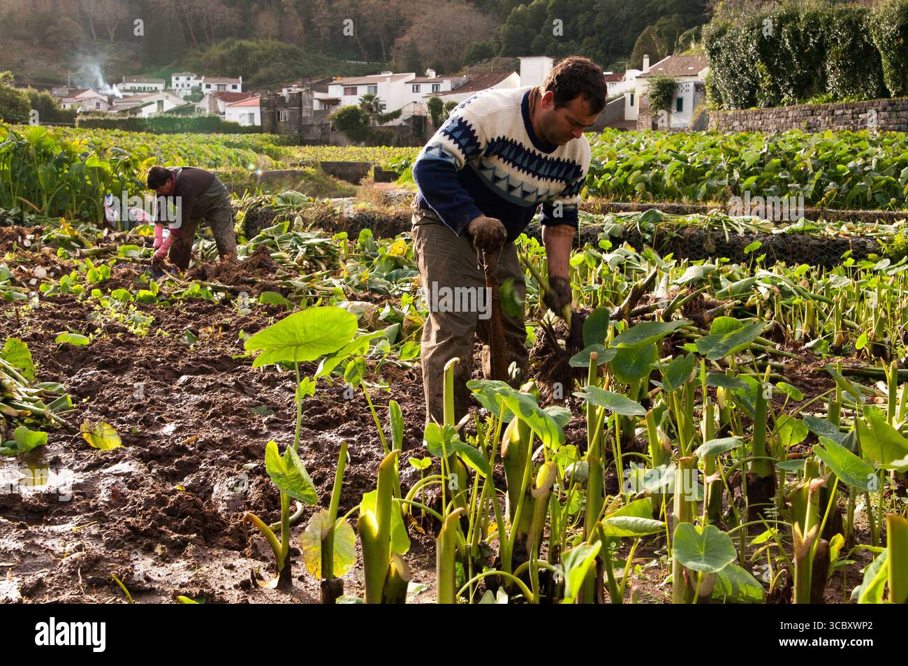 Traditional yam harvest in Furnas, Azores, using thermal ferrous water ...