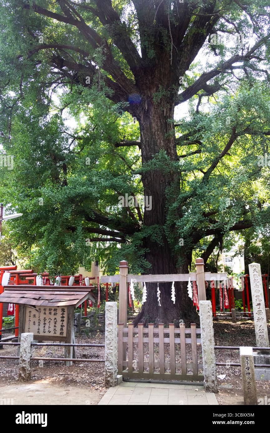 Ancient gingko trees most over 600 years old and antique holy shrine in ...