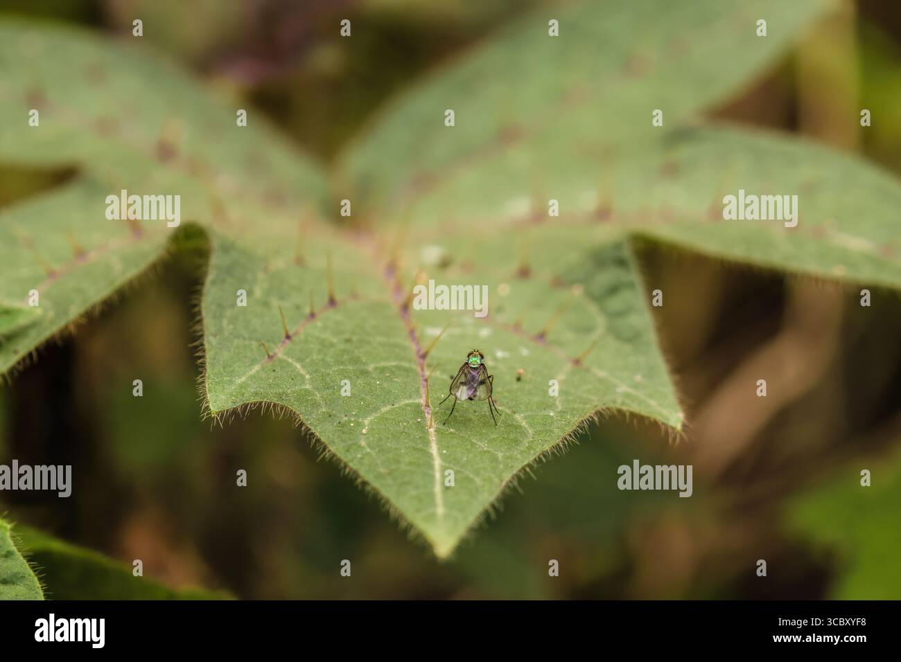 A fly resting on a spiny solanum quitoense leaf, macrophotography ...