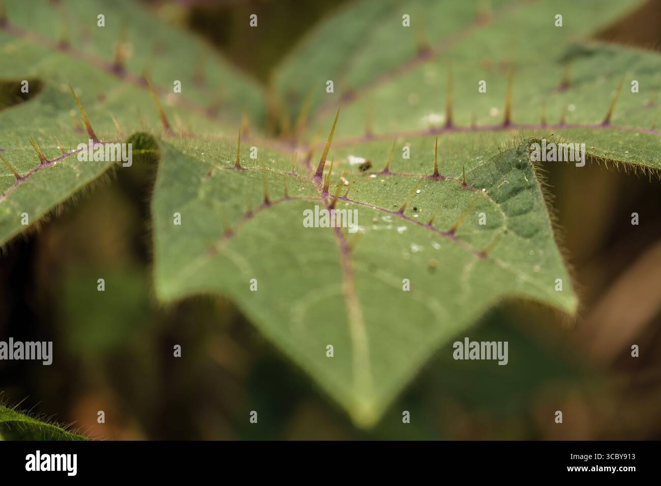 The spines on an exotic solanum quitoense leaf; macrophotography ...