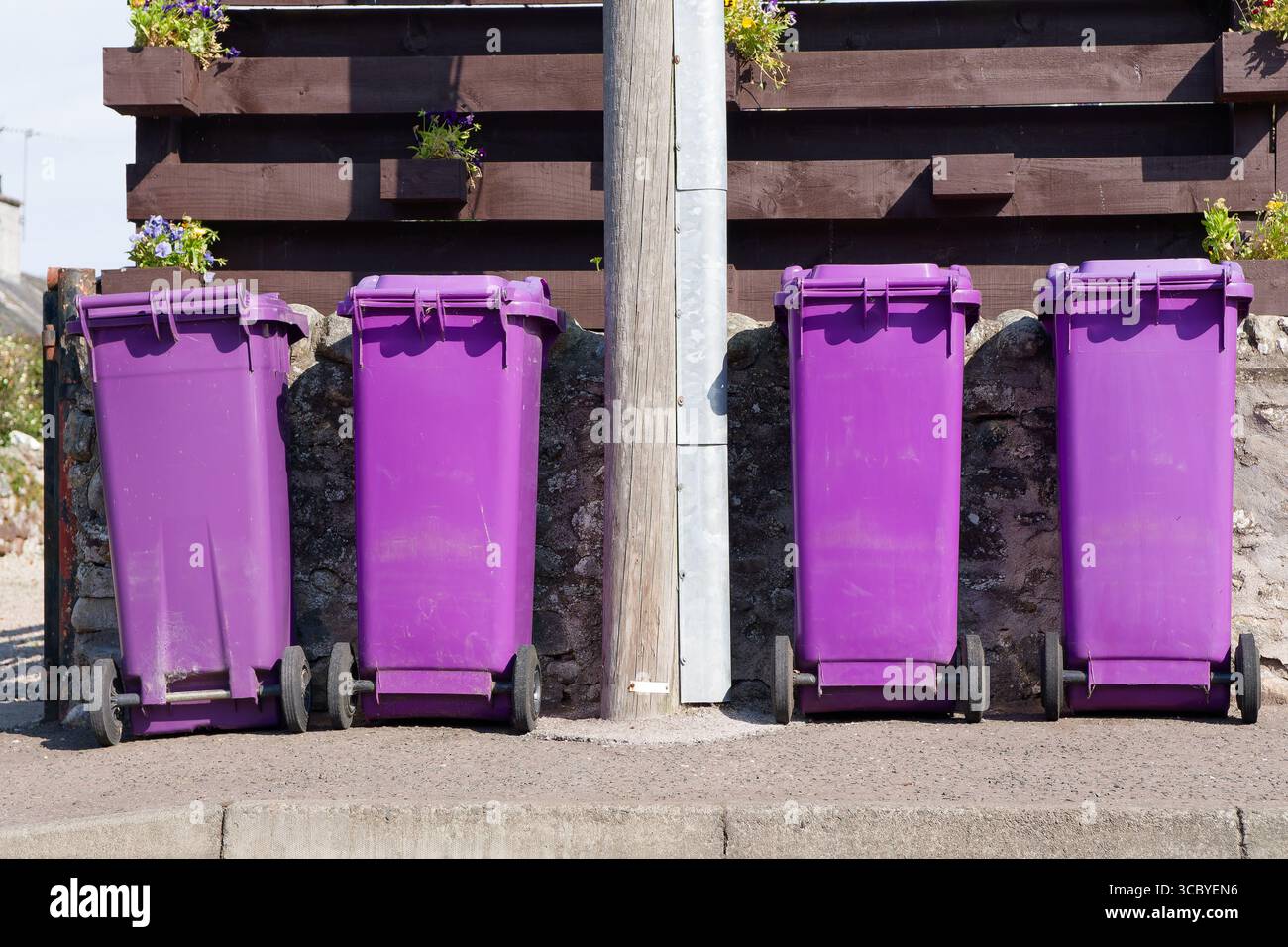 Purple wheelie bins refuge collection outside house in a row Stock ...