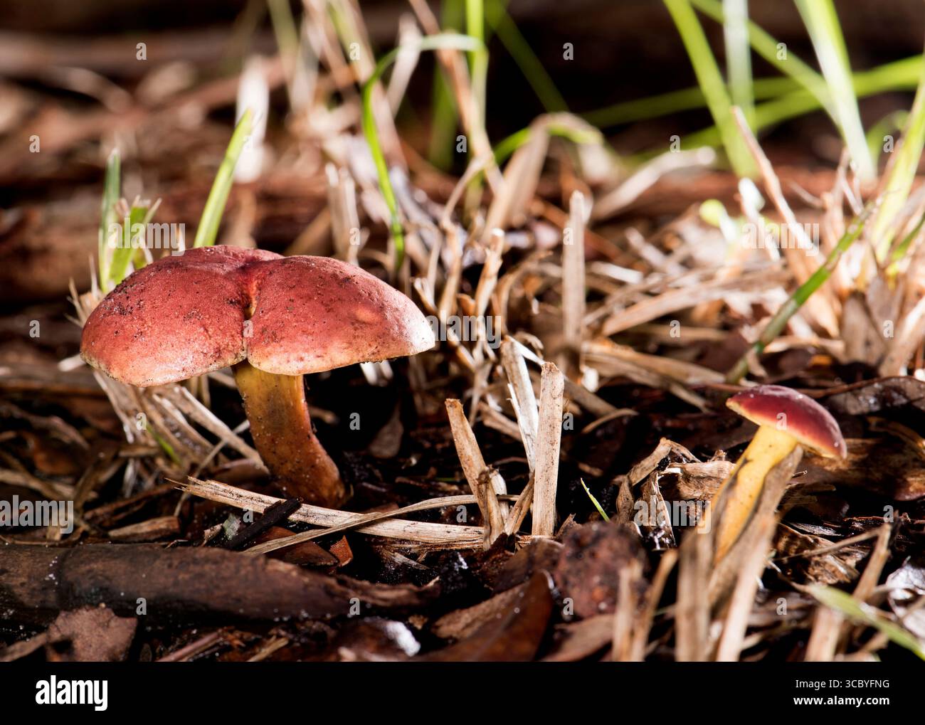 Hortiboletus campestris hi-res stock photography and images - Alamy