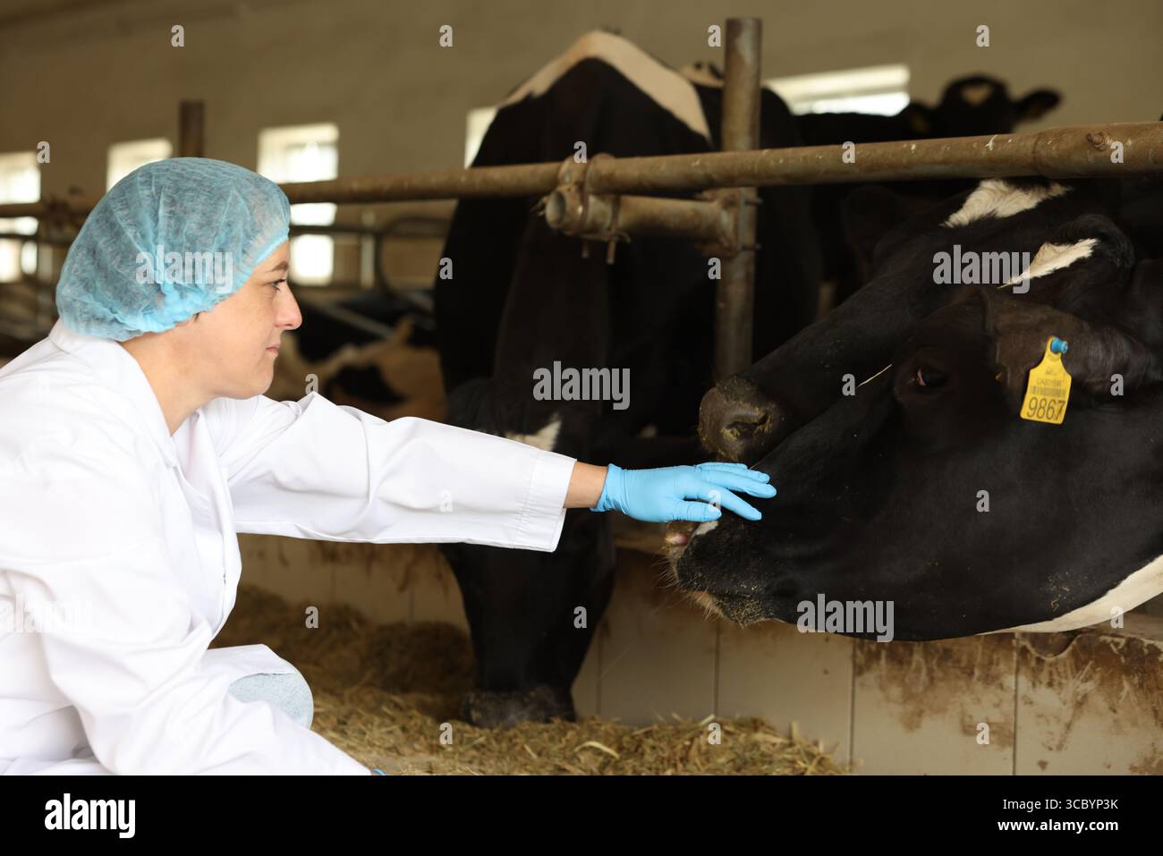 Veterinarian with cute cows inside cowshed in dairy farm Stock Photo ...