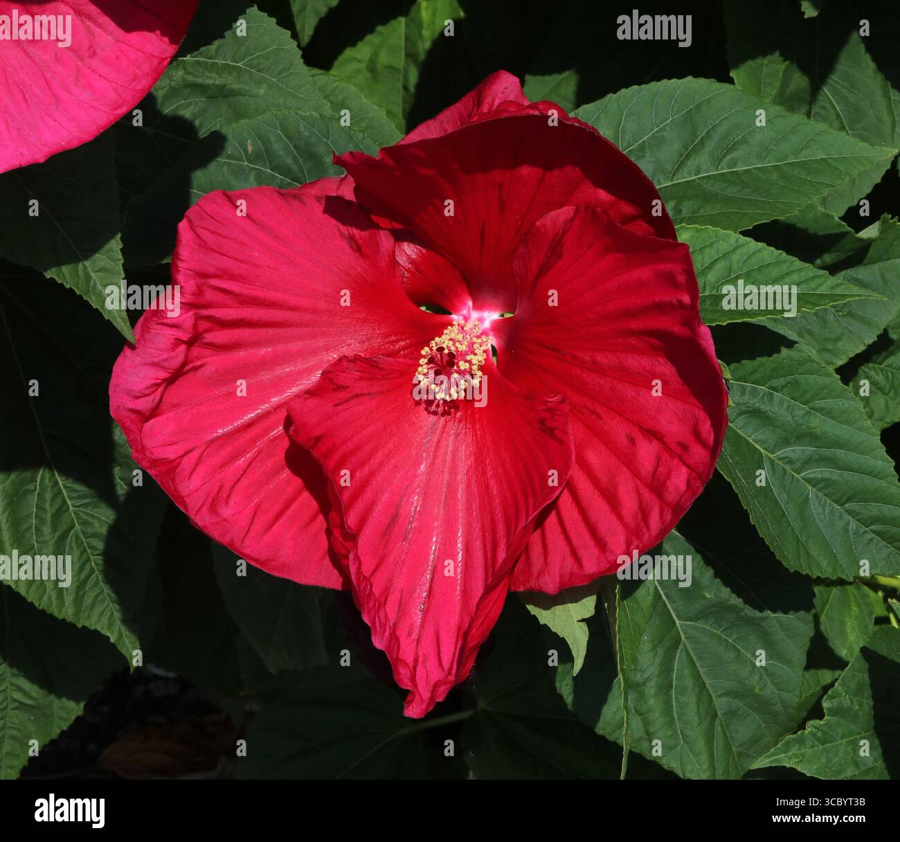 Hardy Hibiscus, Swamp Rose Mallow, Rose Mallow, Swamp Rose-mallow ...