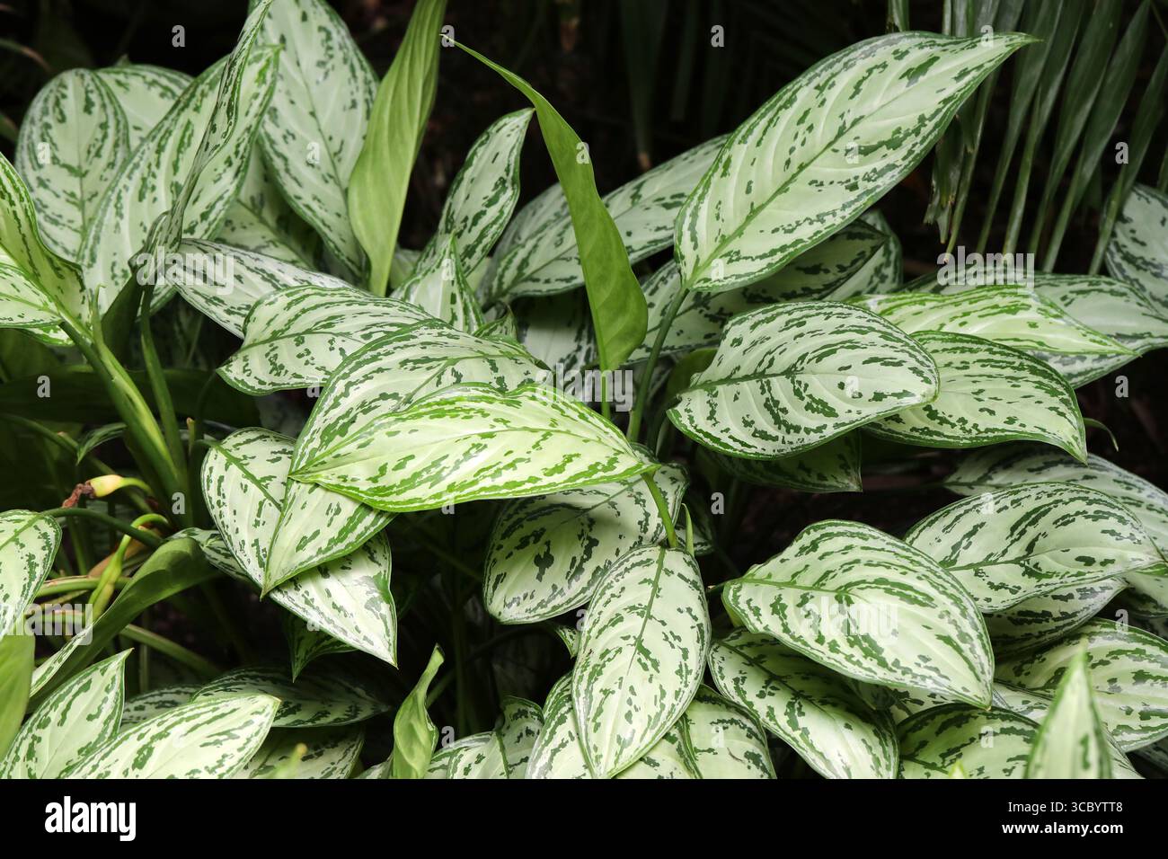 Poison Dart Plant or Chinese Evergreen, Aglaonema commutatum "Silver ...