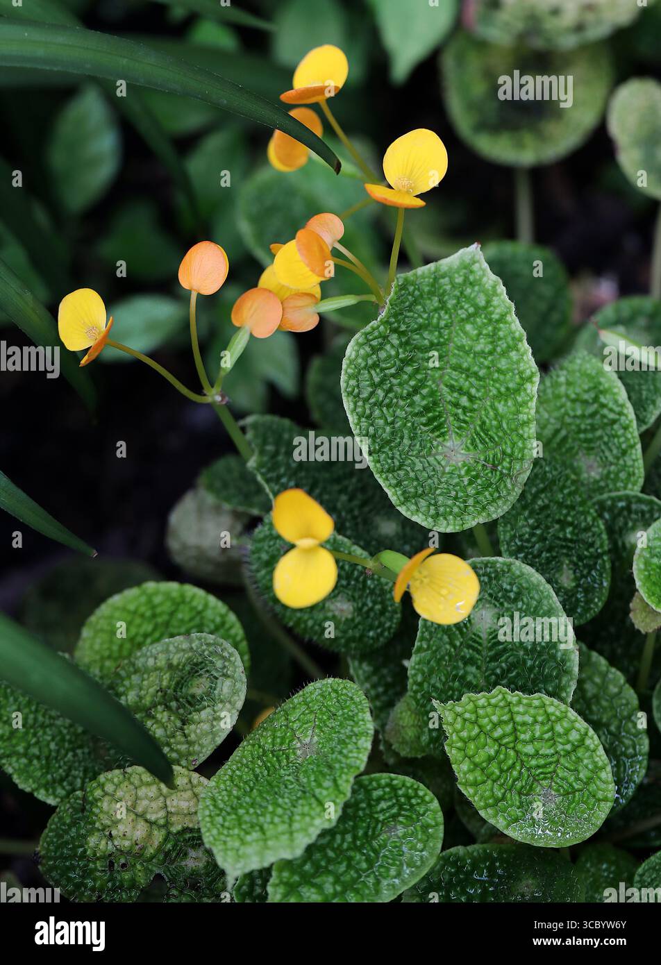 Begonia microsperma, Begoniaceae. West Africa. Also known as Begonia ...