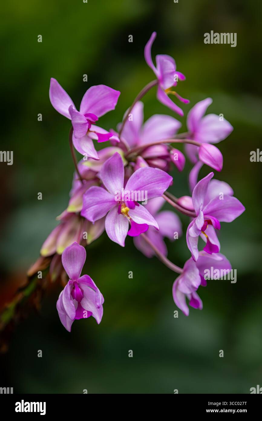 Philippine Ground Orchid, pink Stock Photo - Alamy