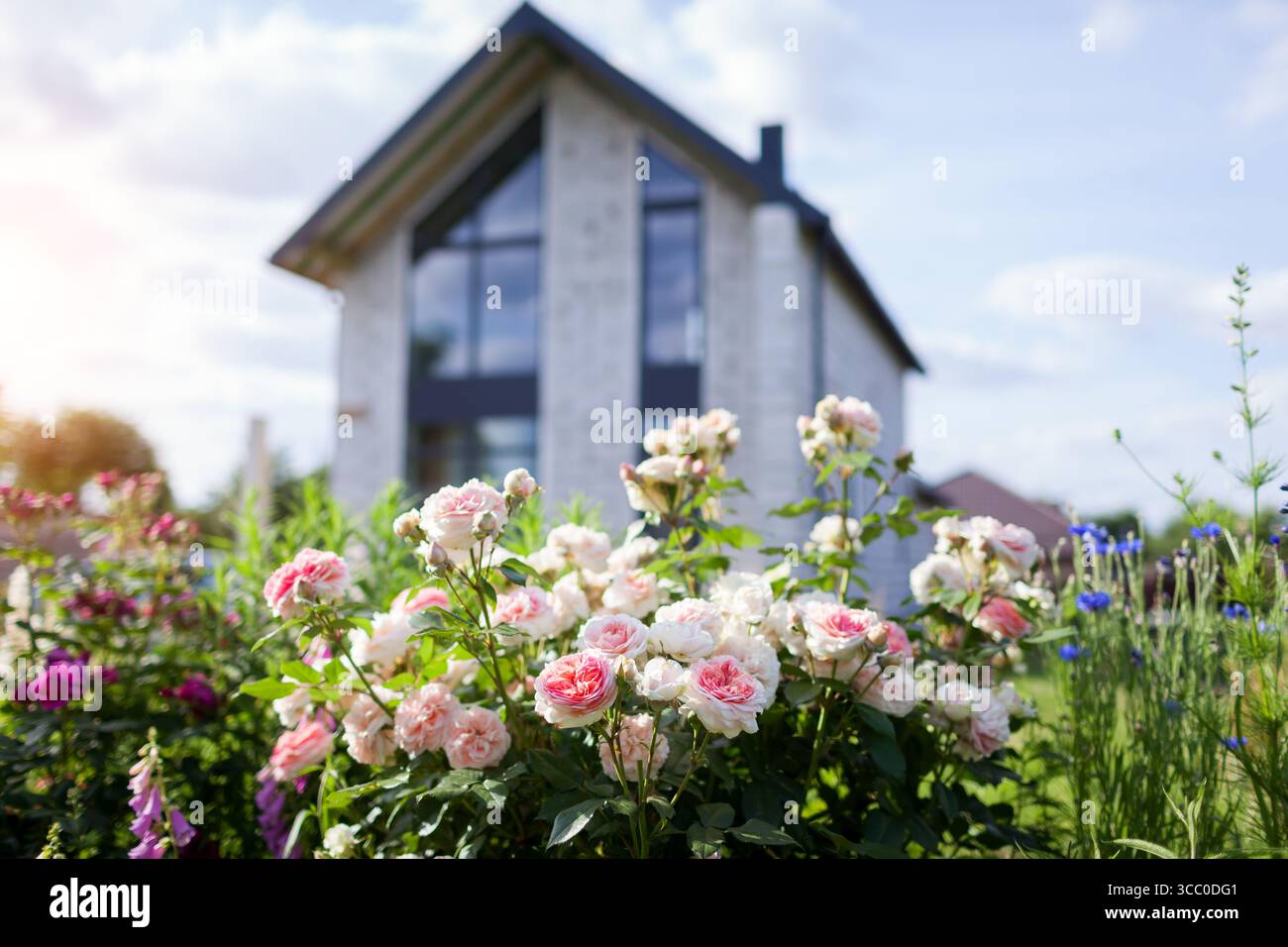 Modern house with big panoramic windows surrounded with garden. Rose ...