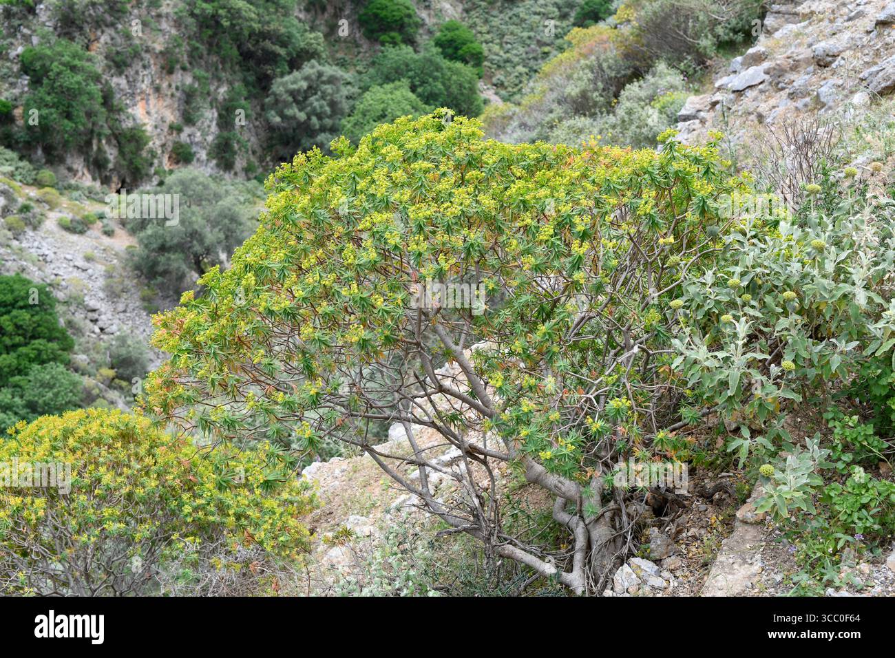 Tree spurge (Euphorbia dendroides) is a robust shrub native to ...