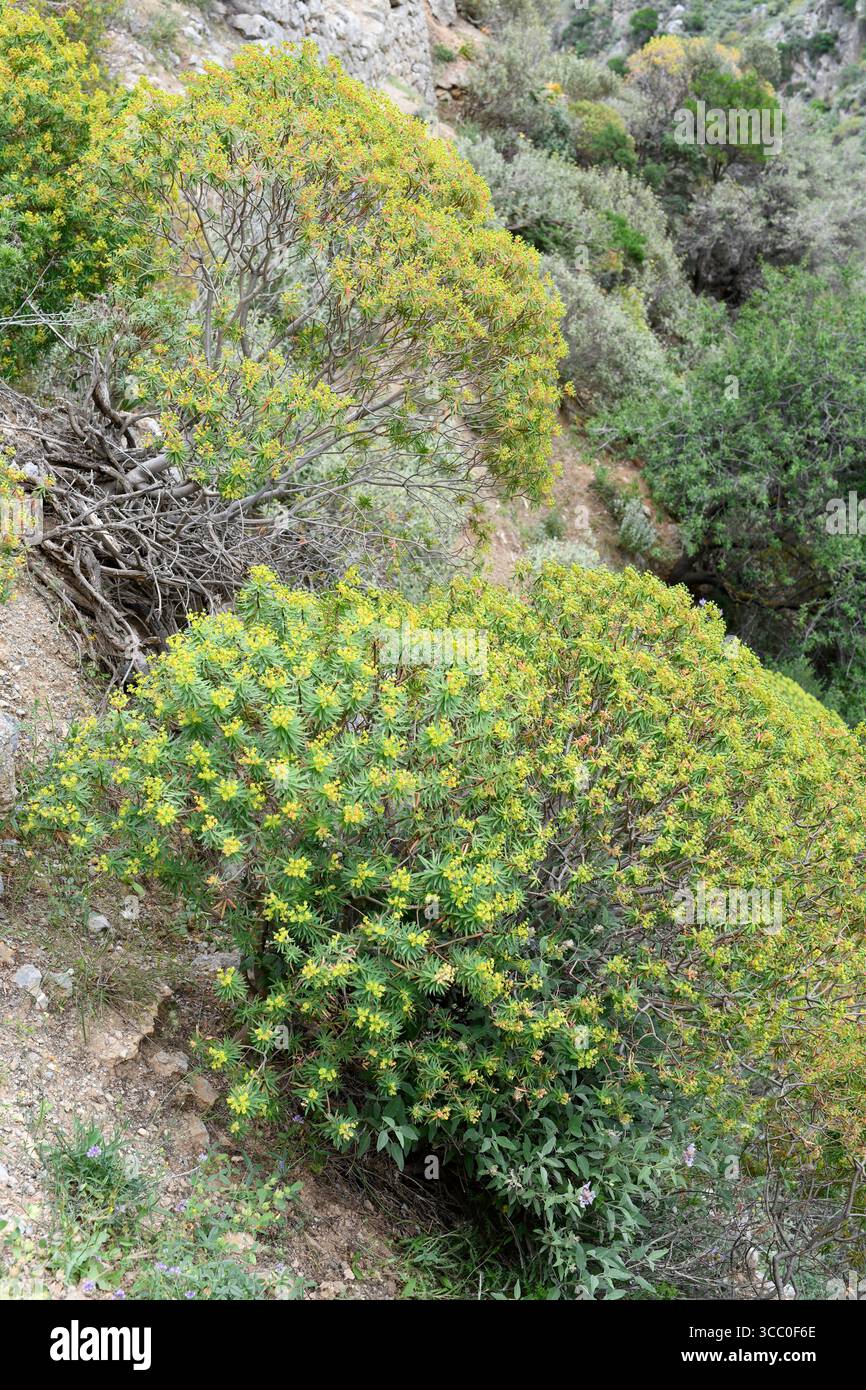 Tree spurge (Euphorbia dendroides) is a robust shrub native to ...