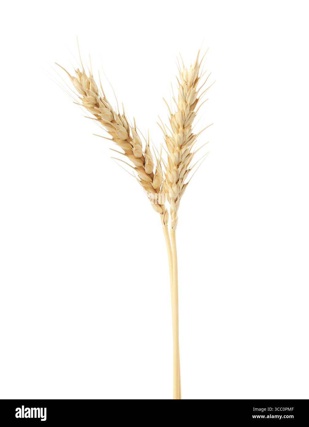 Two spikes of wheat isolated on white Stock Photo - Alamy
