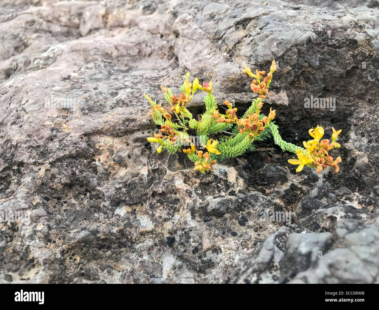 Mediterranean mountain vegetation flowers hi-res stock photography and ...