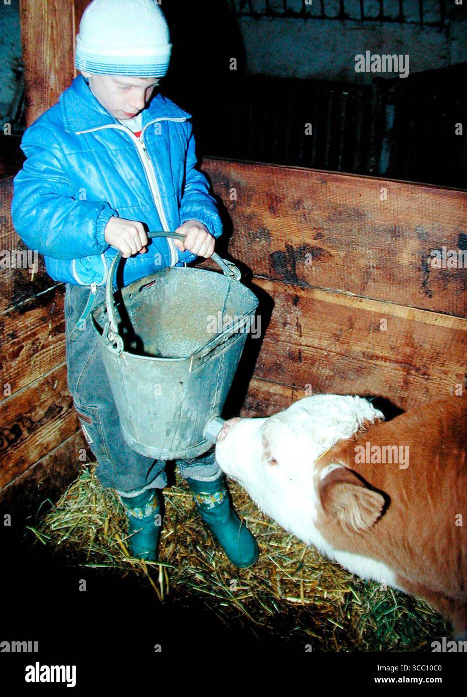 farming feeding a young calf behind the fence, in the cowshed farming ...