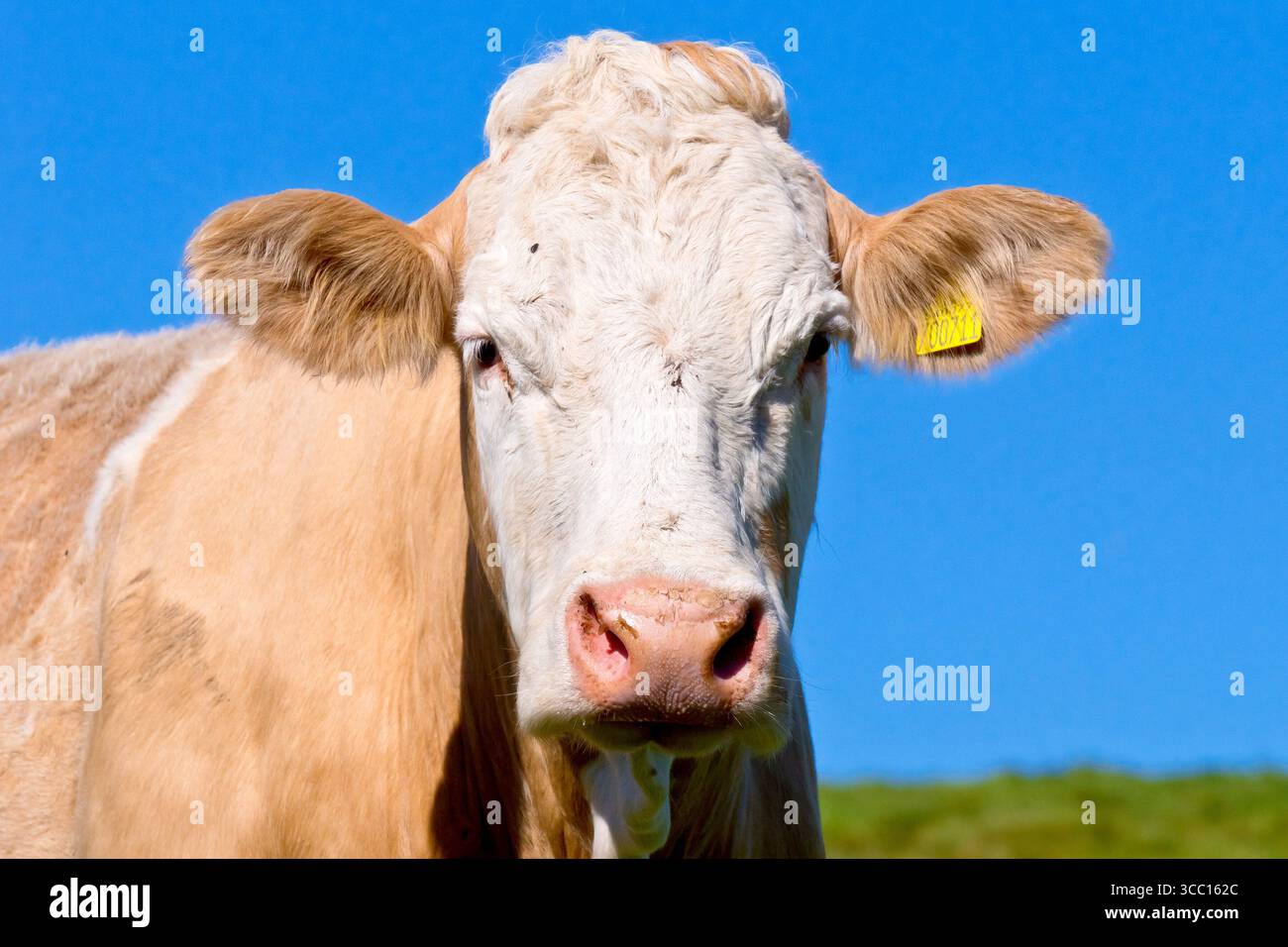 Closeup simmental dairy cow hi-res stock photography and images - Alamy