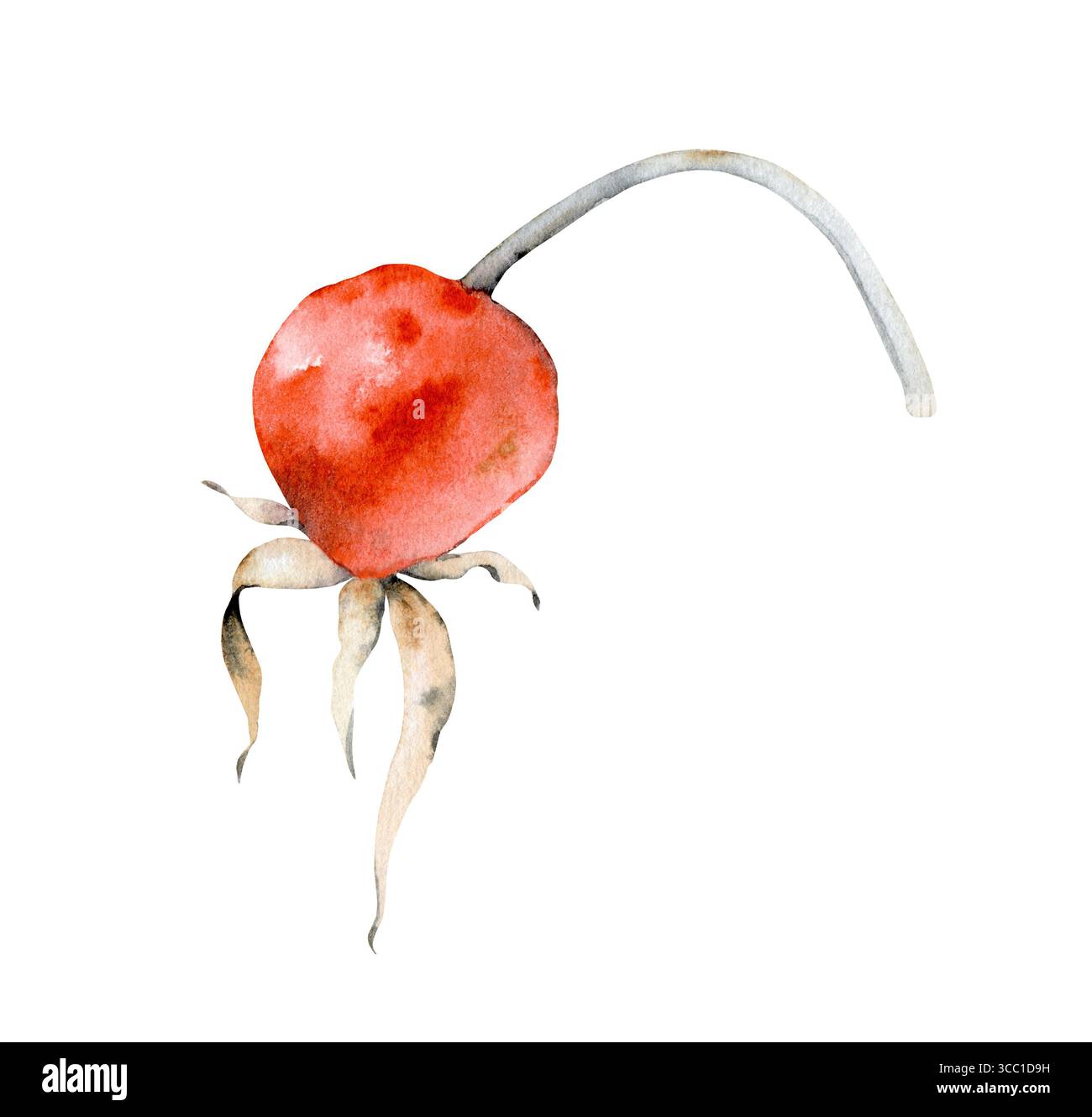 Red rosehip berry, hand-painted. The watercolor plant illustration is ...