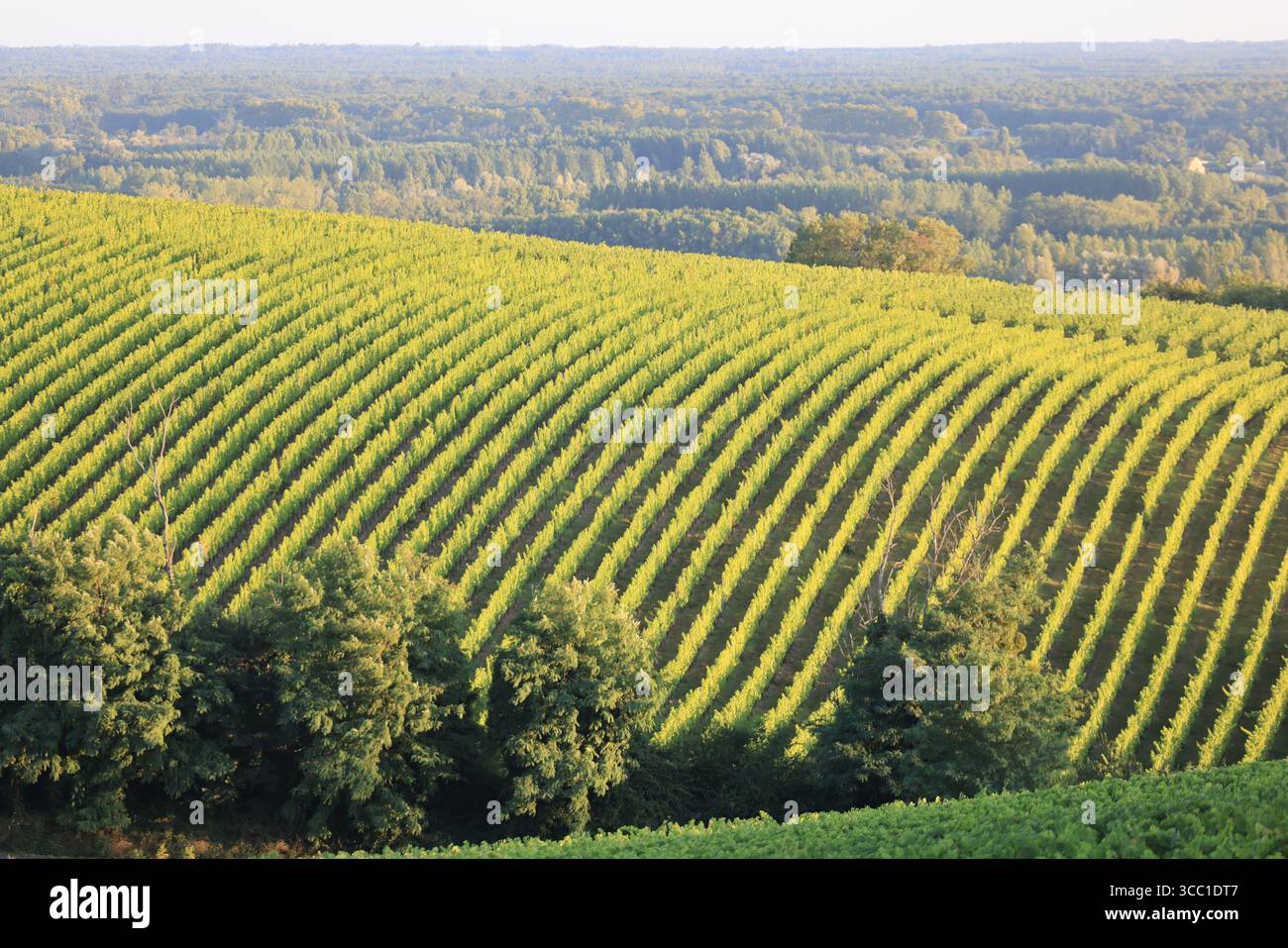 Bordeaux wine vineyard in the Cadillac-Côtes-de-Bordeaux wine ...