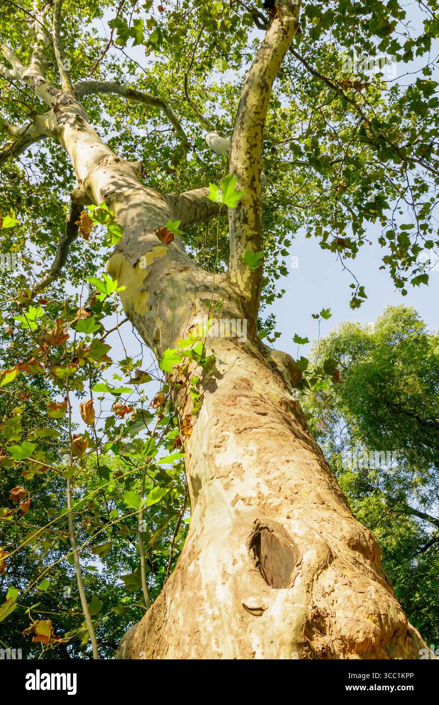 Tall trees showcase vibrant autumn hi-res stock photography and images ...