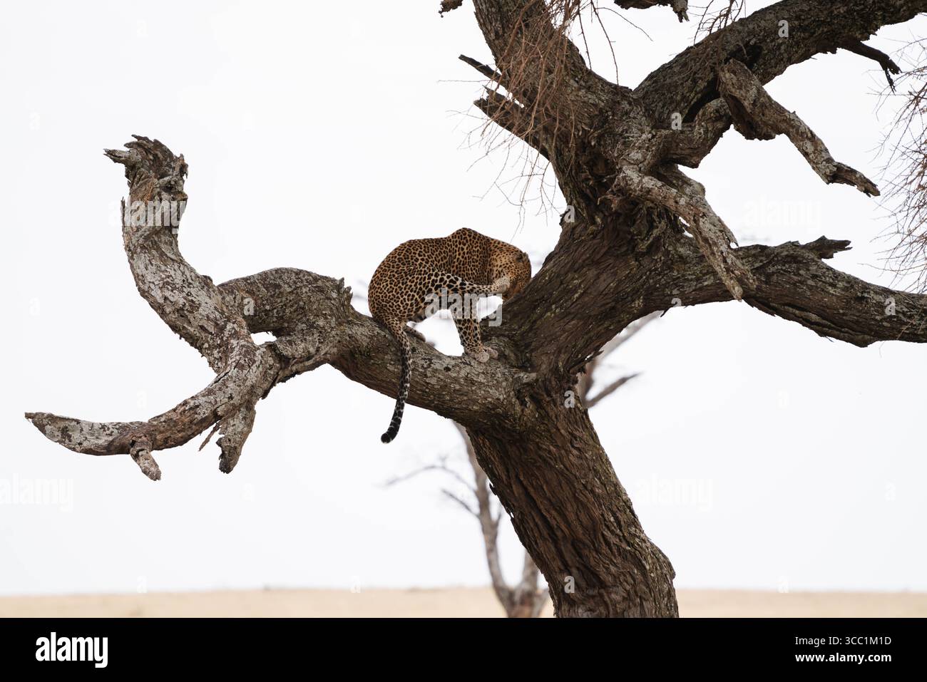 Safari vehicle leopard africa hi-res stock photography and images - Alamy