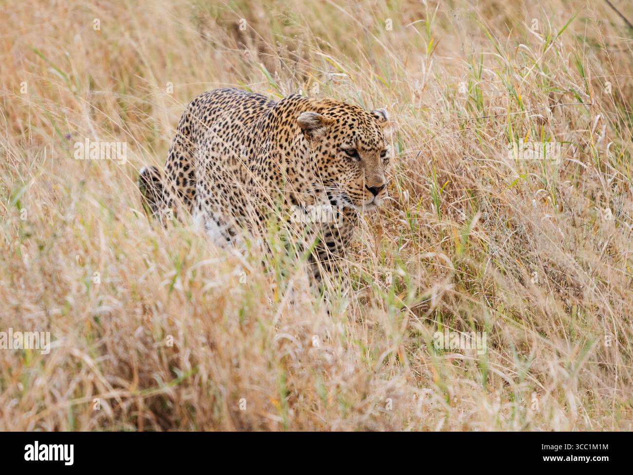 Leopard sleeping on tree in hi-res stock photography and images - Alamy