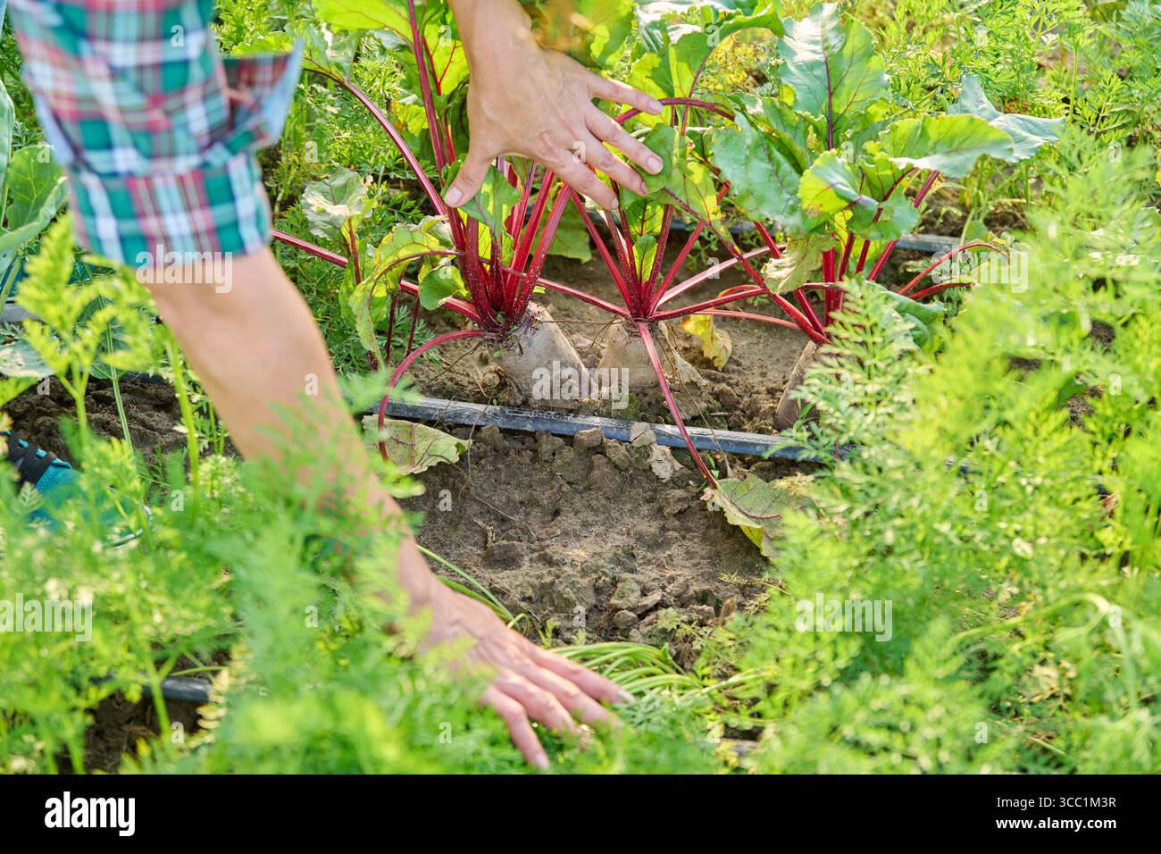 Drip irrigation beet in vegetable hi-res stock photography and images ...