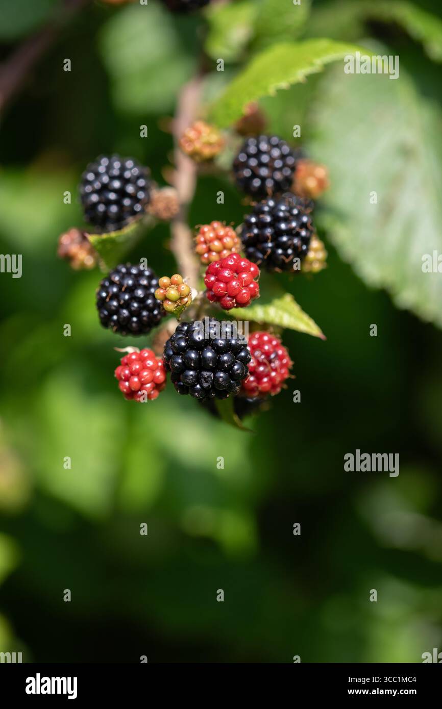 ripening Common Blackberries (Rubus fruticosus Stock Photo - Alamy