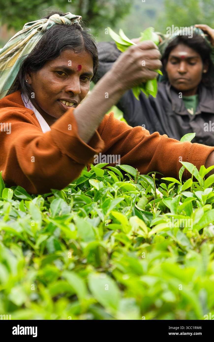 Tamil tea pluckers working on a tea plantation Stock Photo - Alamy