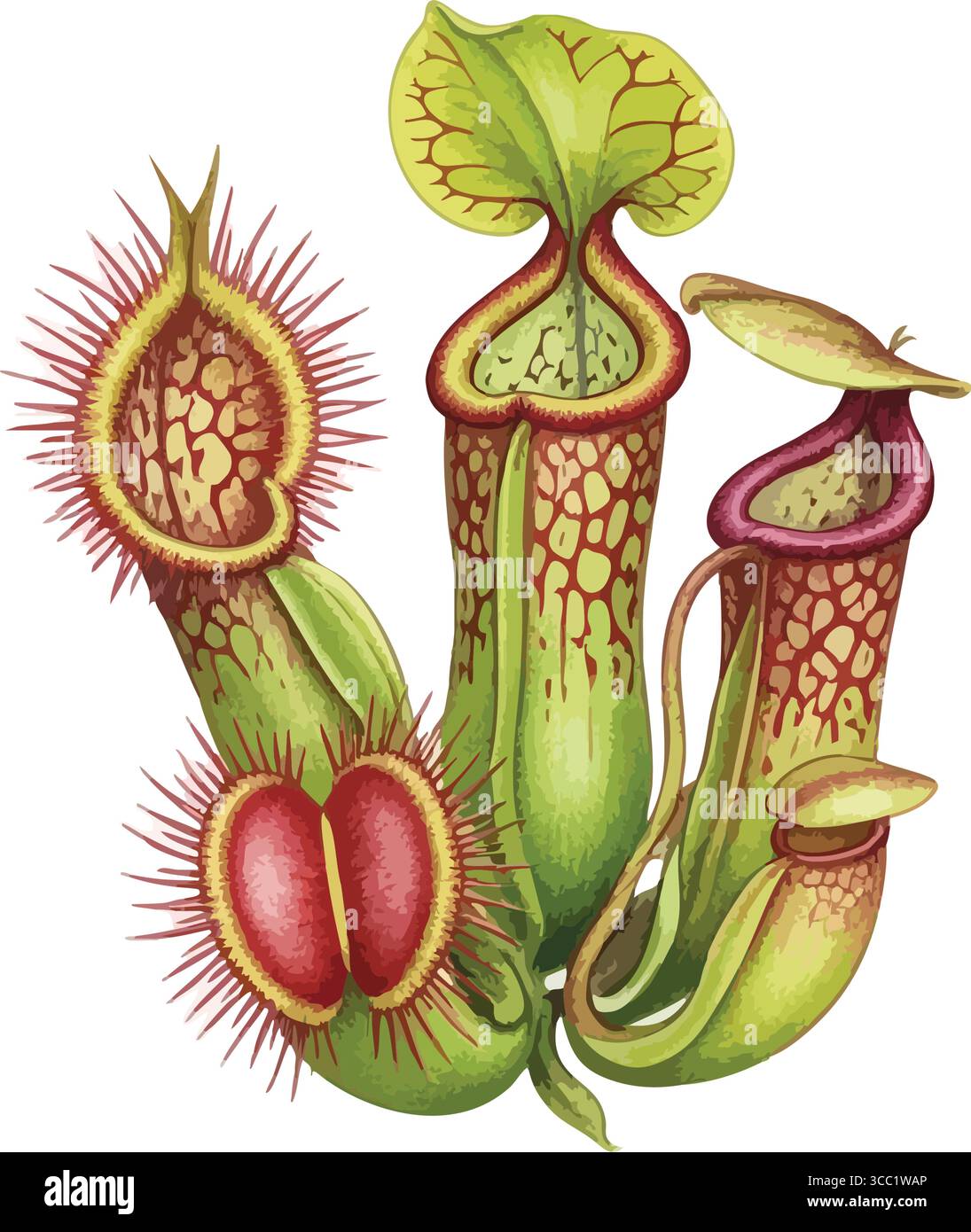 Vibrant nepenthes pitcher plant Stock Vector Images - Alamy