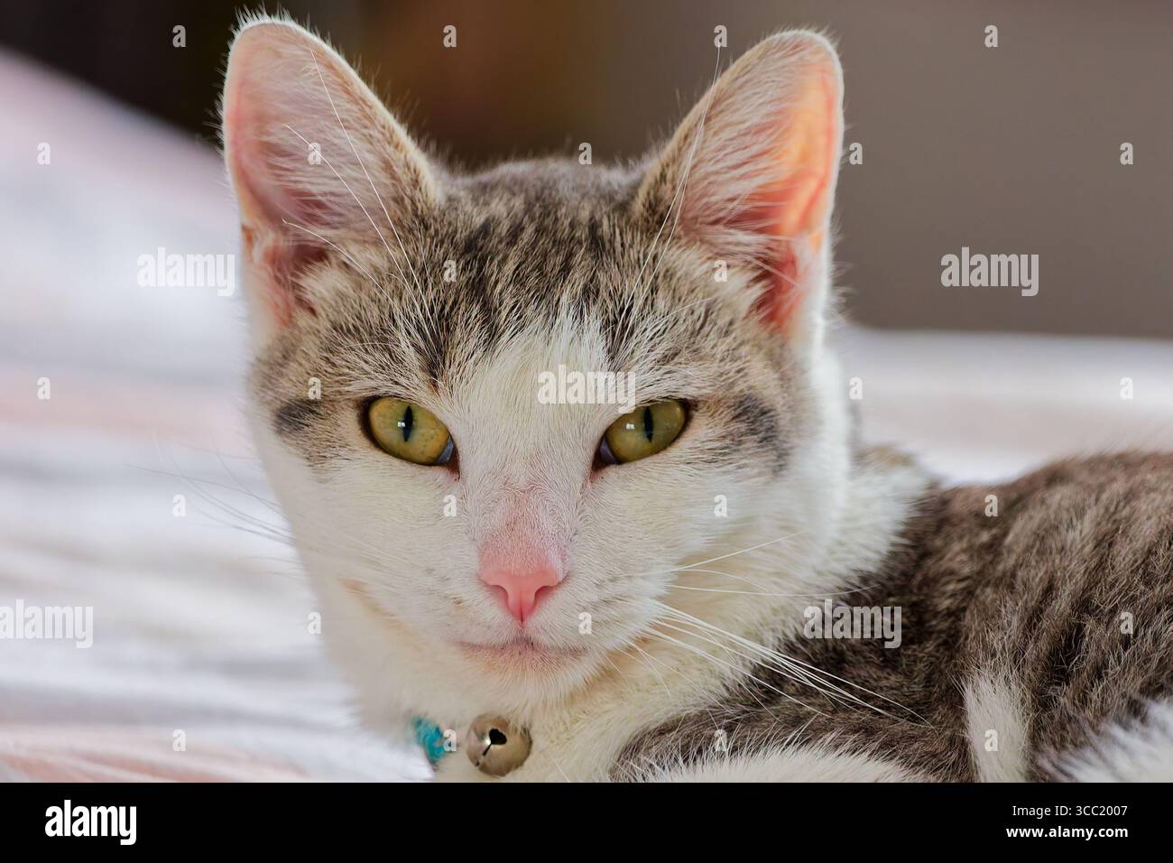 Slitted pupils hi-res stock photography and images - Alamy