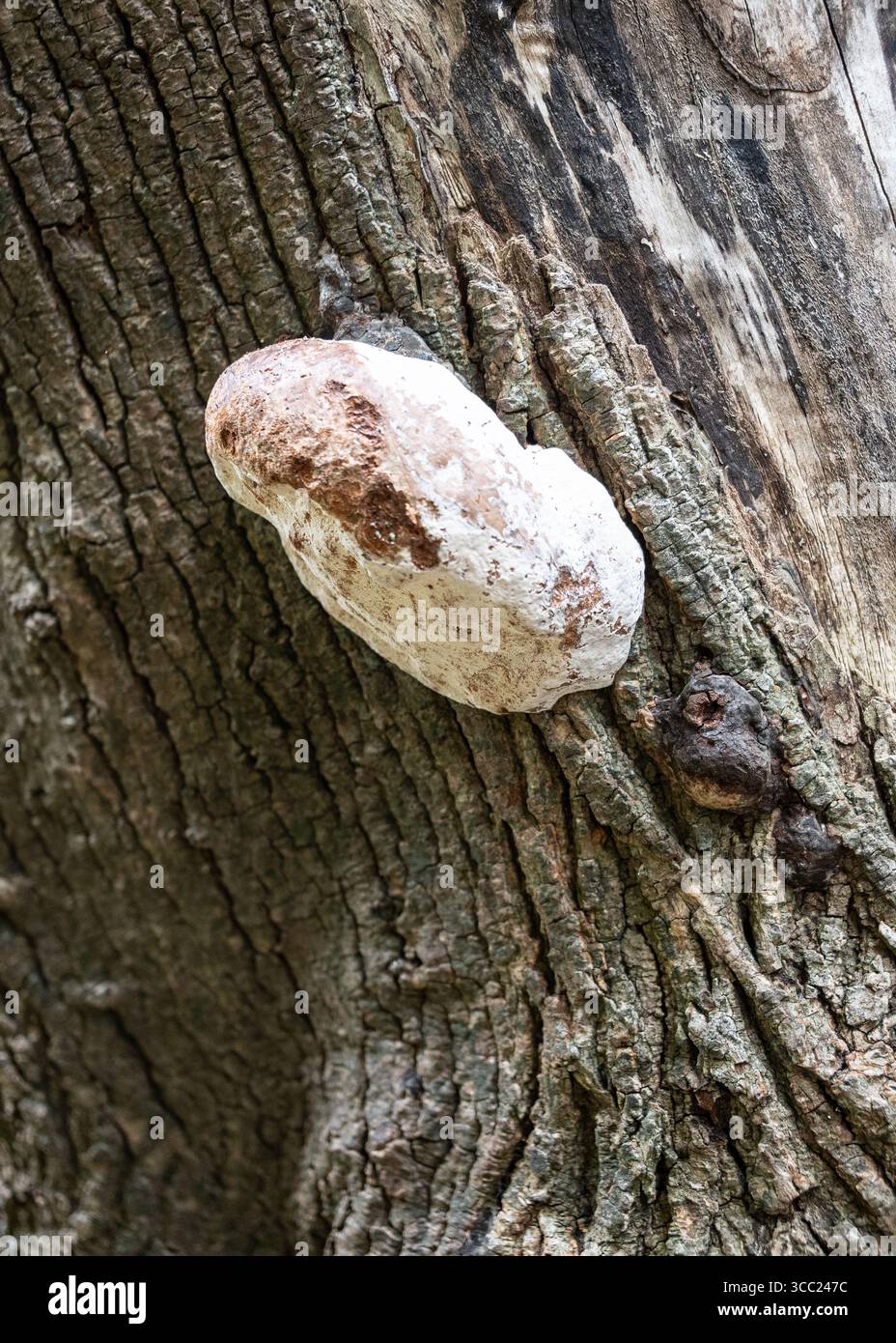 Fungi growing in vertical hi-res stock photography and images - Alamy