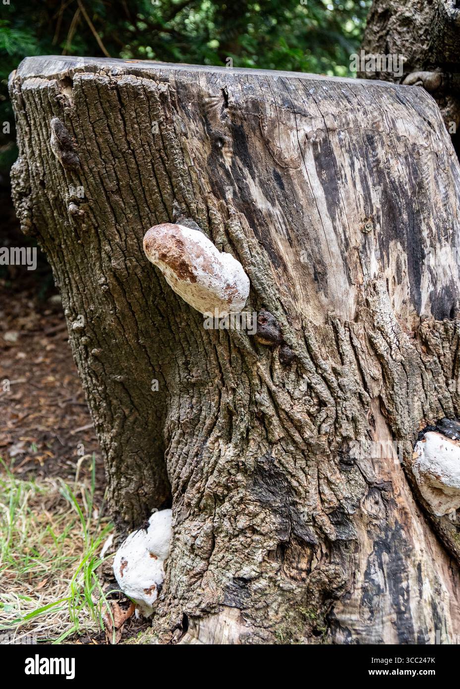 Fungi growing in vertical hi-res stock photography and images - Alamy