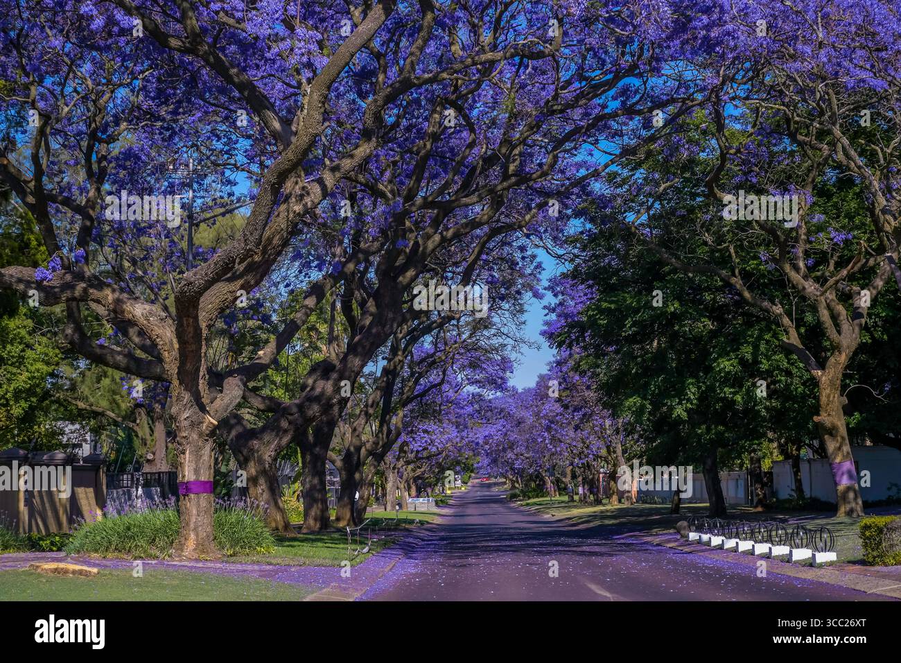 Jacaranda trees in full bloom lined in a pretoria street Stock Photo ...