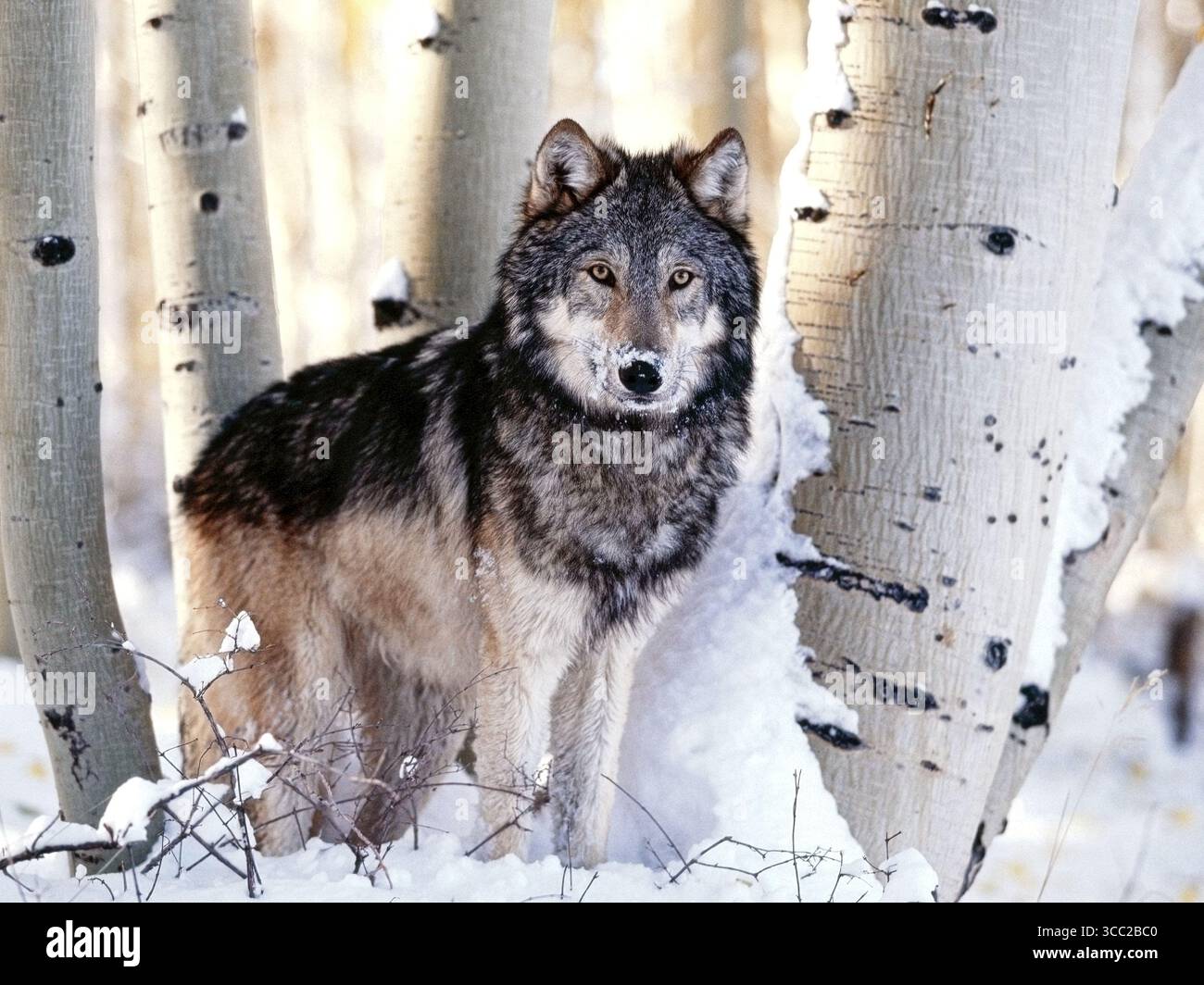 International Wolf Center Stock Photo - Alamy