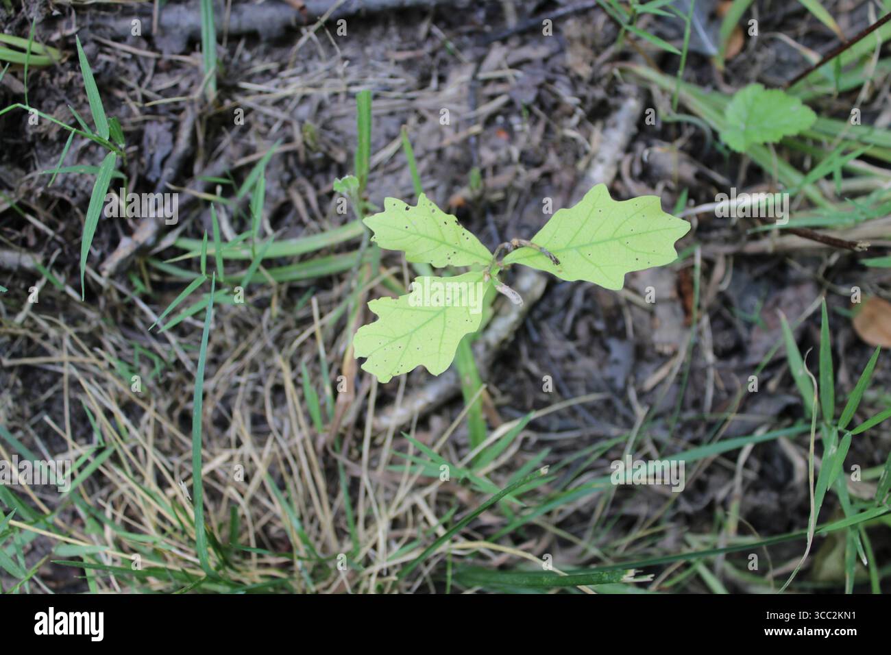 Northern red oak seedling hi-res stock photography and images - Alamy