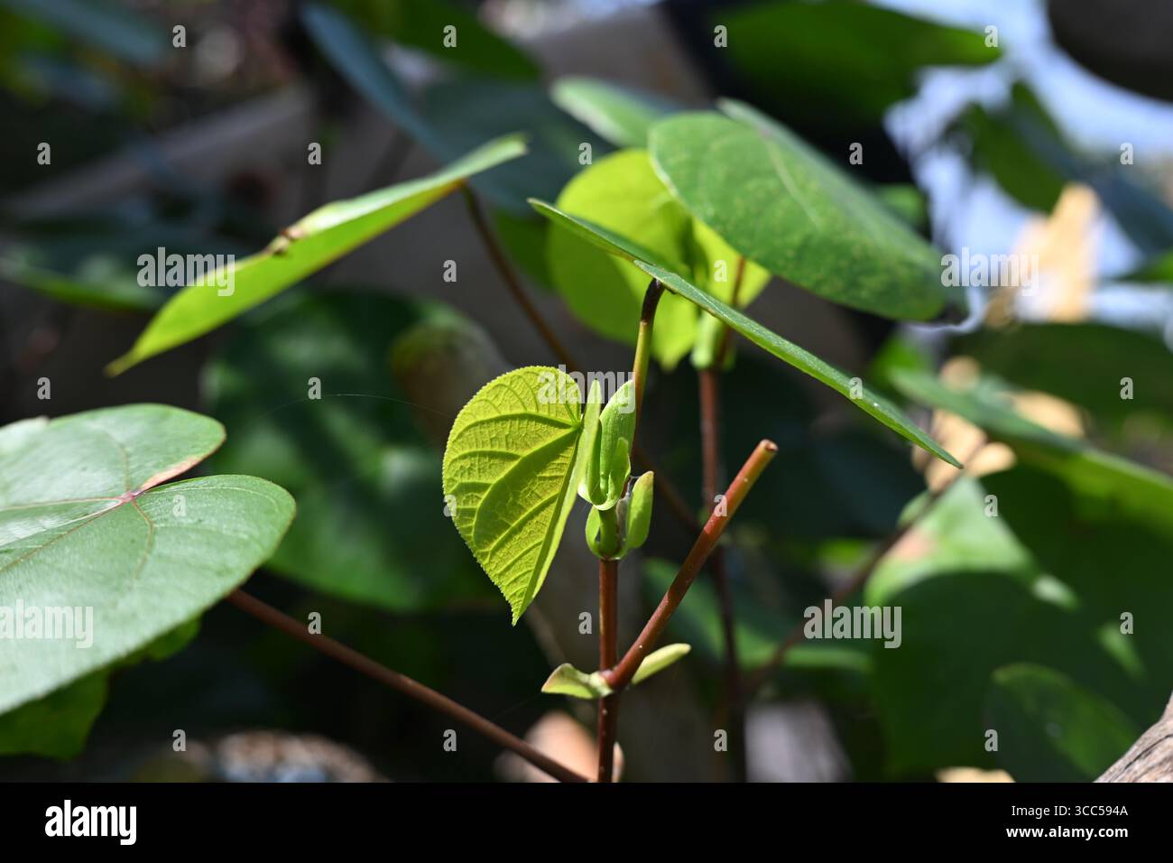 Tiny greenery, endless peace Stock Photo - Alamy