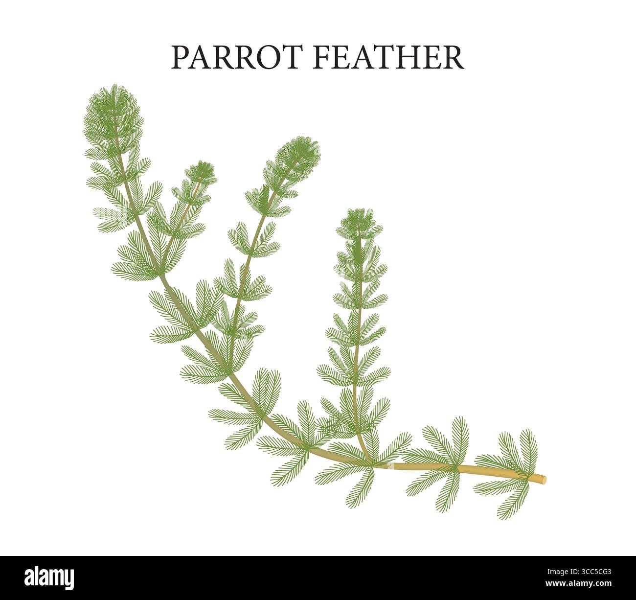 Sea grass aquarium plant Cut Out Stock Images & Pictures - Alamy