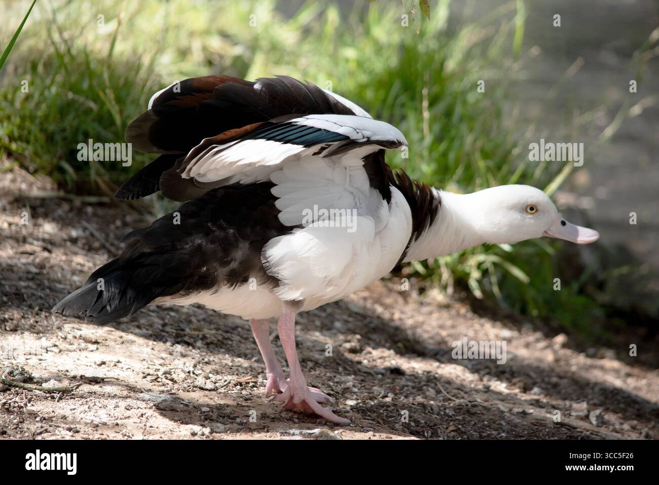 The Radjah Shelduck is white with a chestnut band across its chest. Its ...
