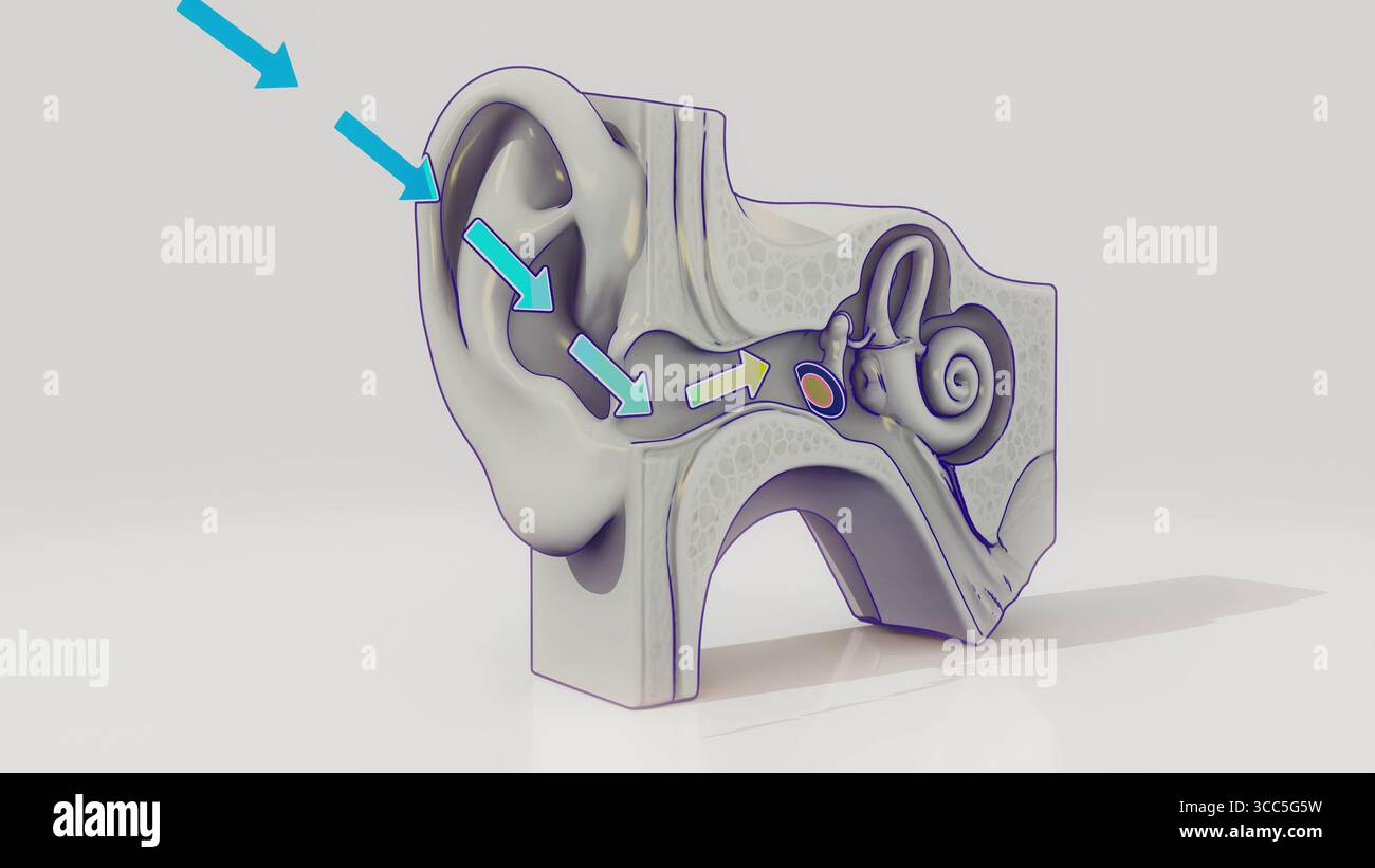 3d animation human ear anatomy hi-res stock photography and images - Alamy