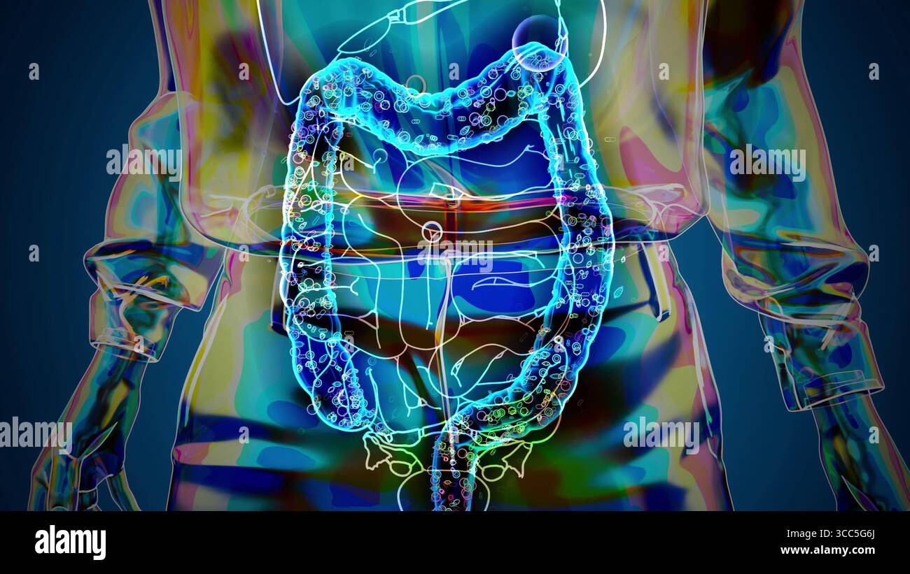 Woman anatomy conceptual animation gut hi-res stock photography and ...