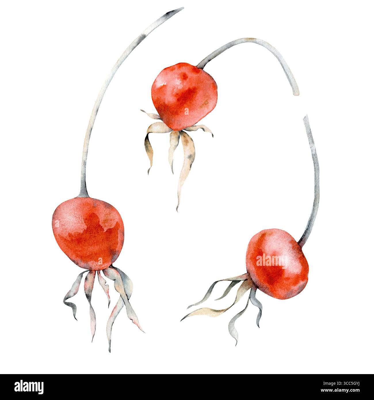 Red rose hips, hand-drawn. Watercolor illustration of rosehip berries ...
