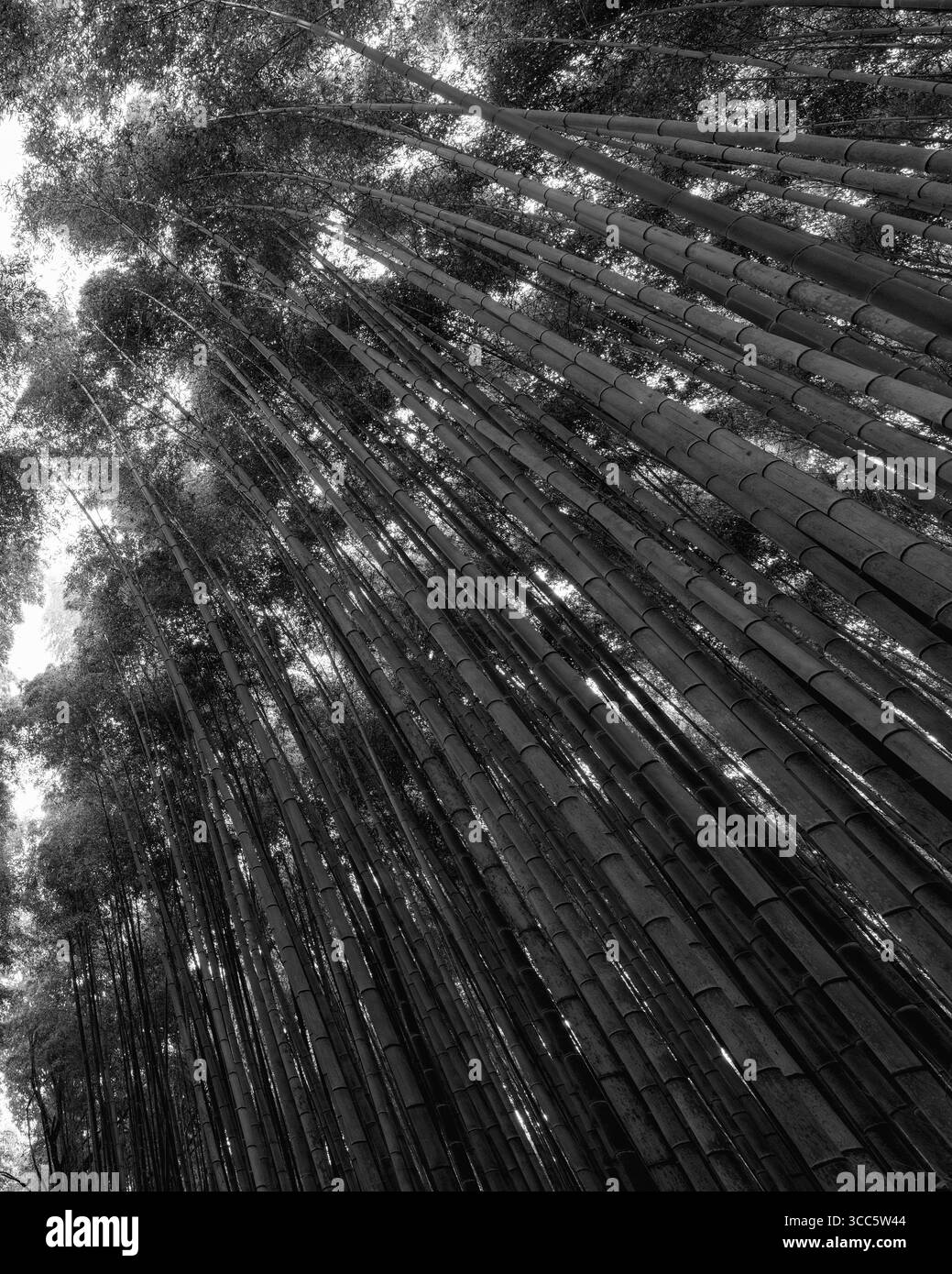 Cinematic stillness Black and White Stock Photos & Images - Alamy